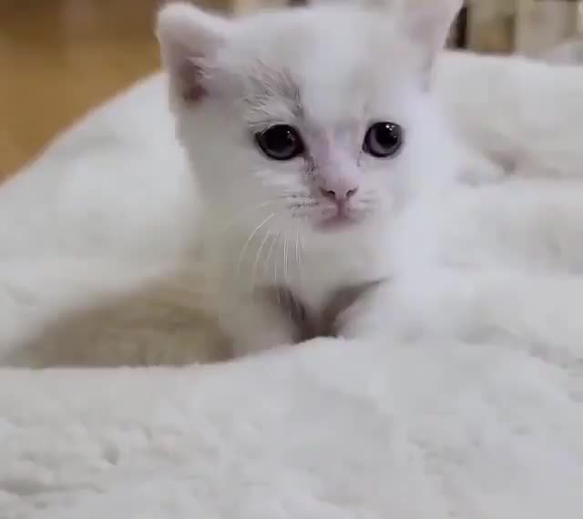 The smallest floof | Scrolller