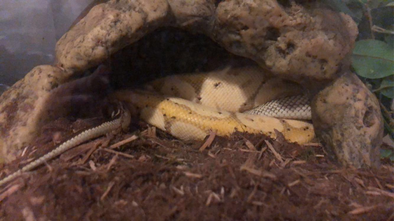 The snakes | Scrolller