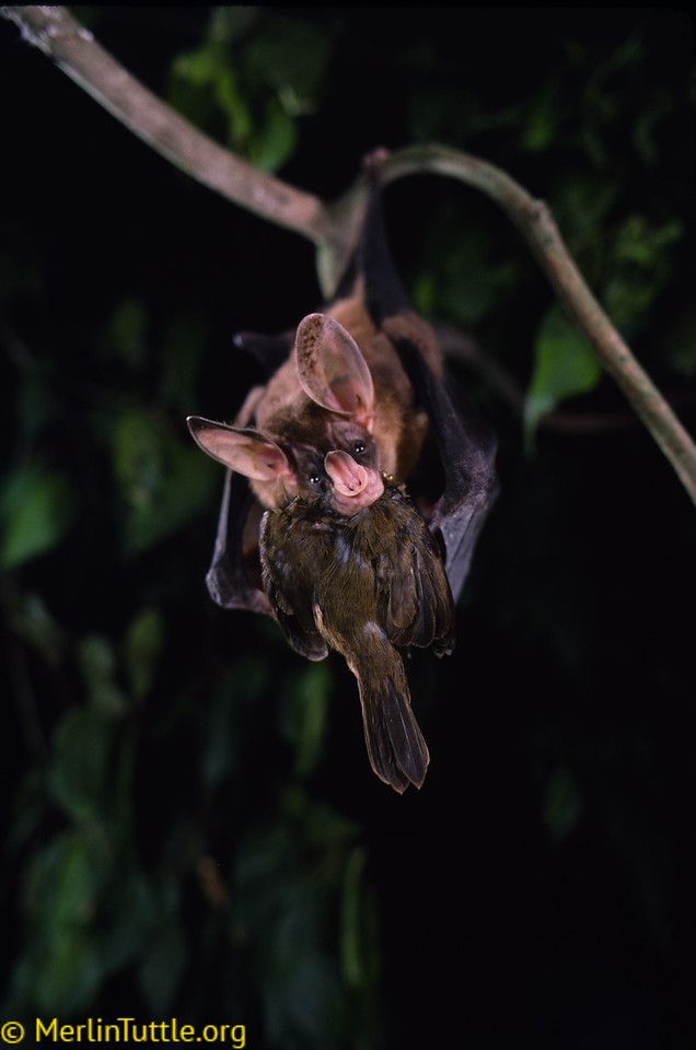 The Spectral Bat is the largest species of carnivorous bat. They hunt small animals, such as ...