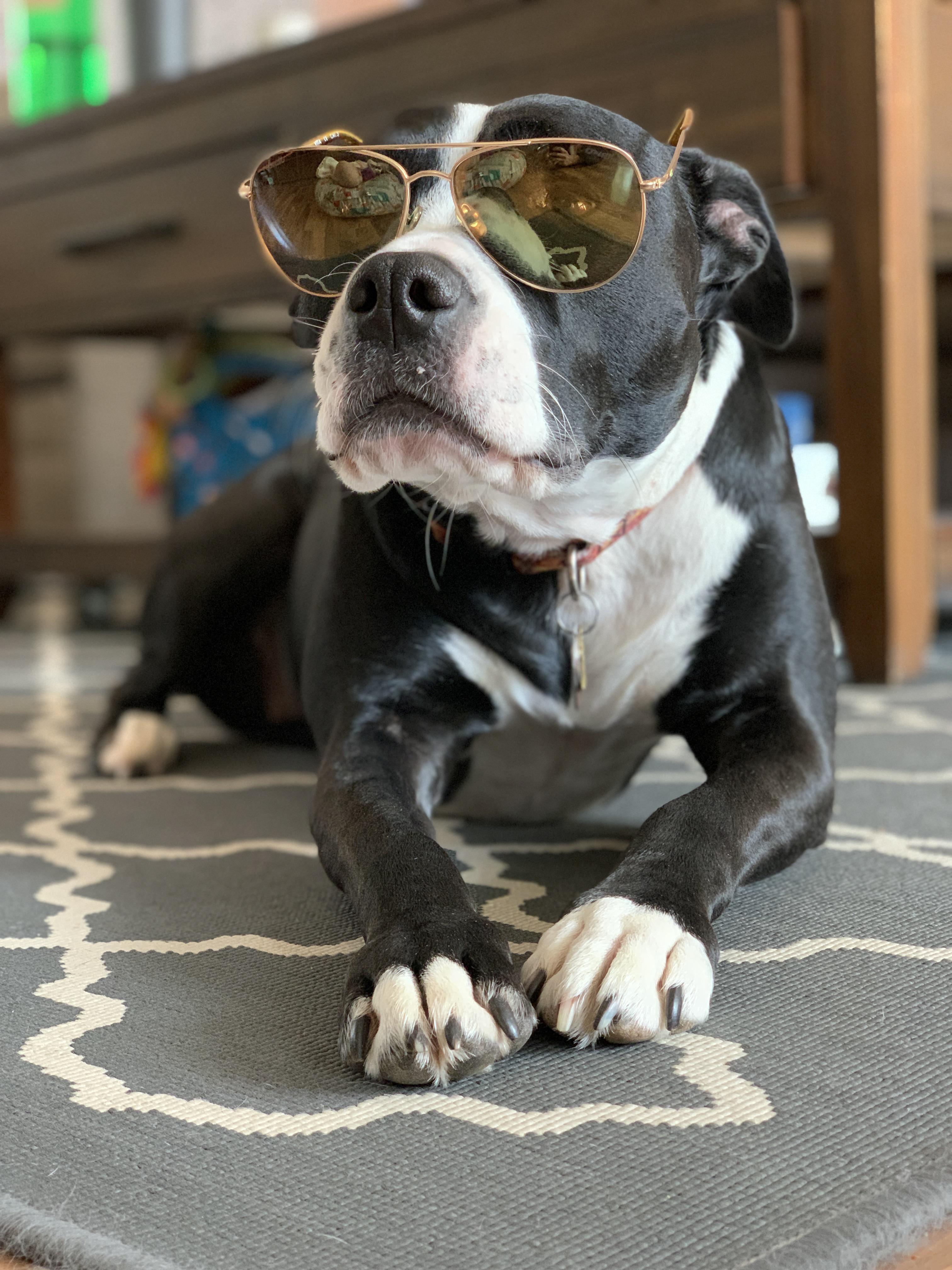 The Sun Never Sets On A Pibble Scrolller