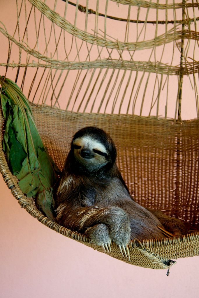 The Swain Sloth | Scrolller