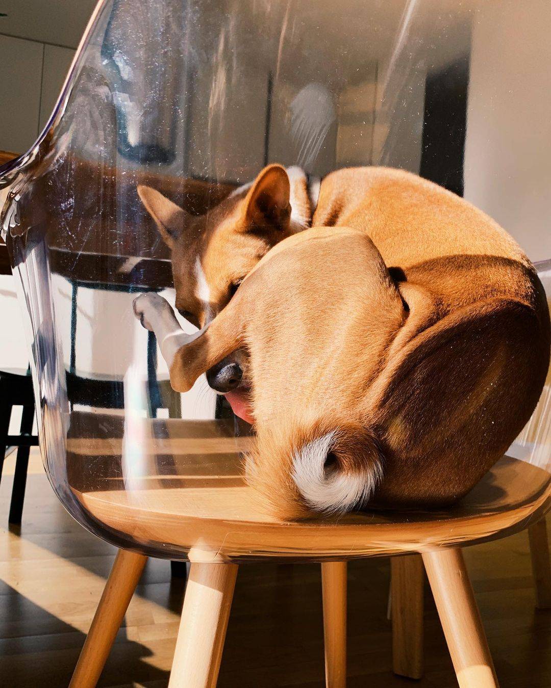 The tail. | Scrolller