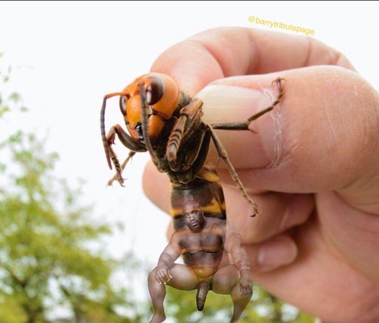 The Ted Bundy of Murder Hornets | Scrolller