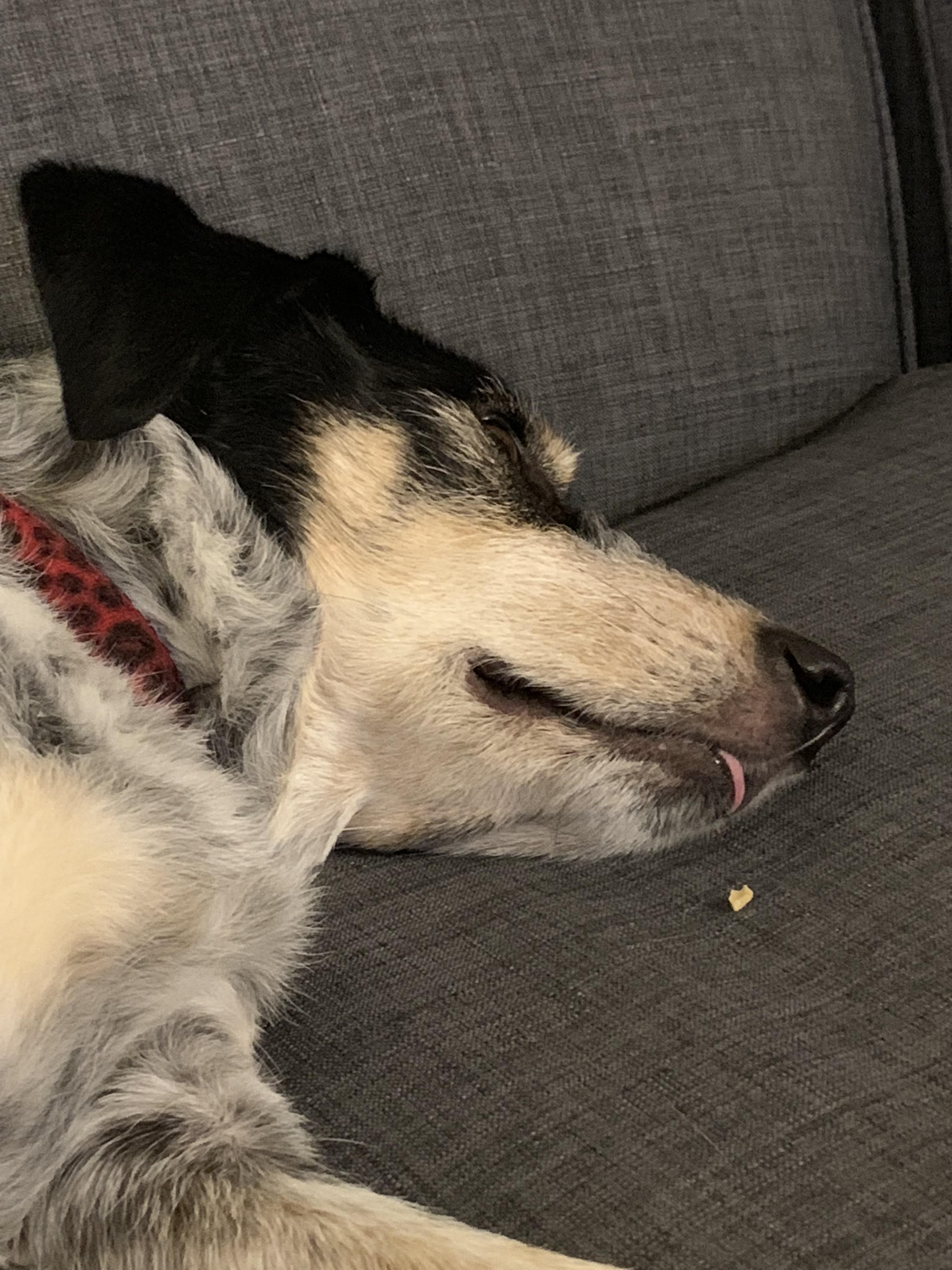 The teeniest of mlems for a big doggo. | Scrolller