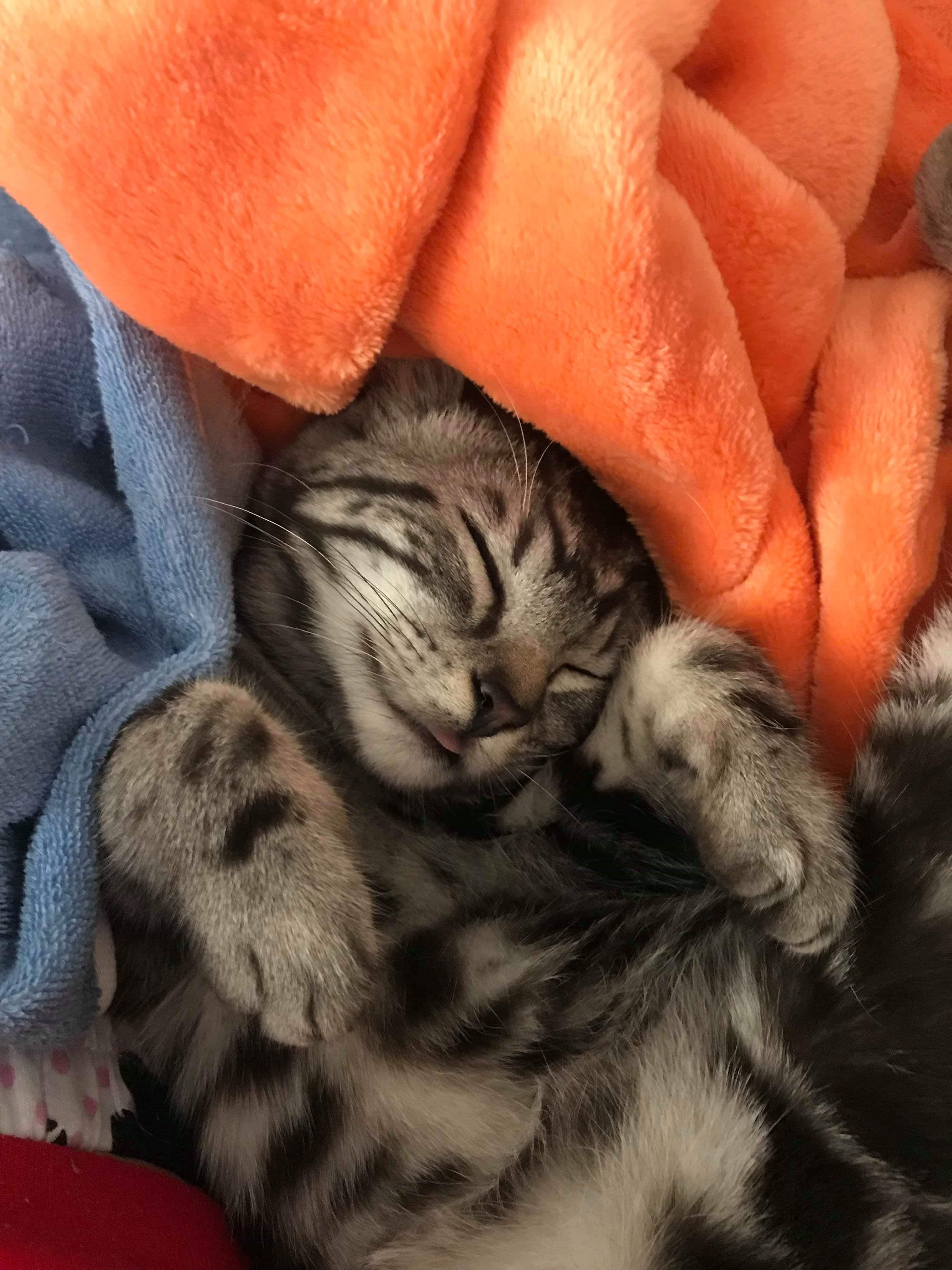 The tinniest nap time blep | Scrolller