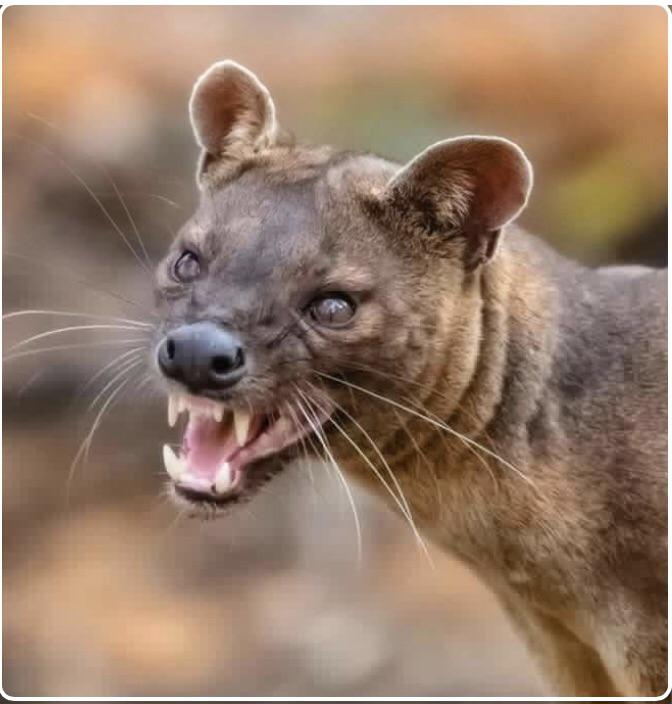 The top predator of Madagascar, The Fossa | Scrolller