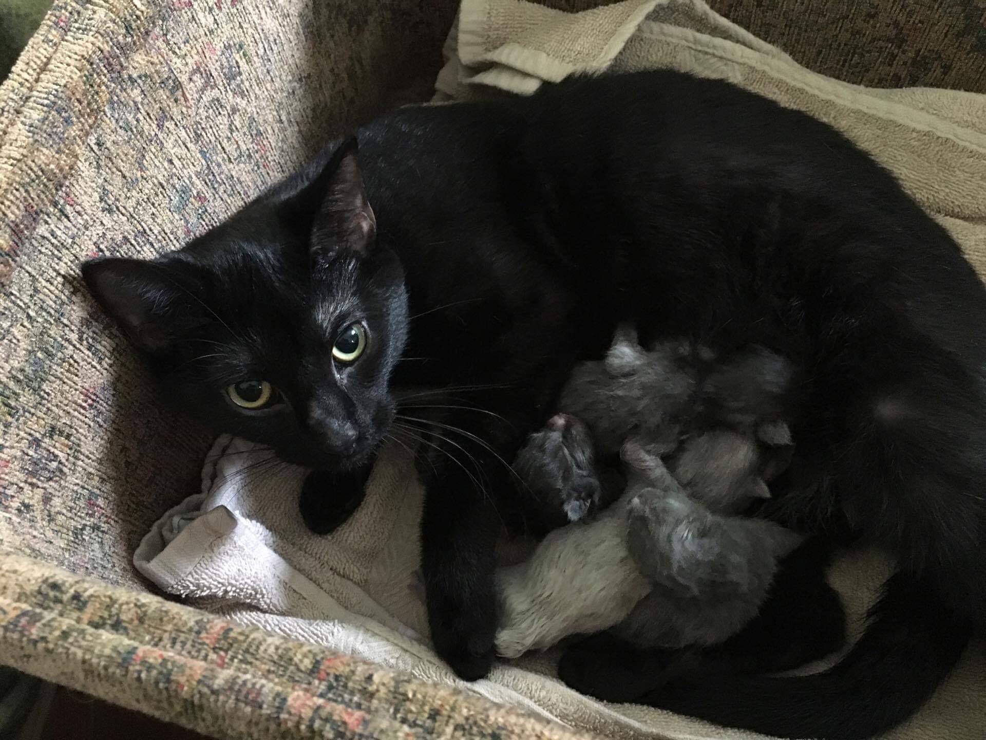 The ultimate cuddle puddle | Scrolller