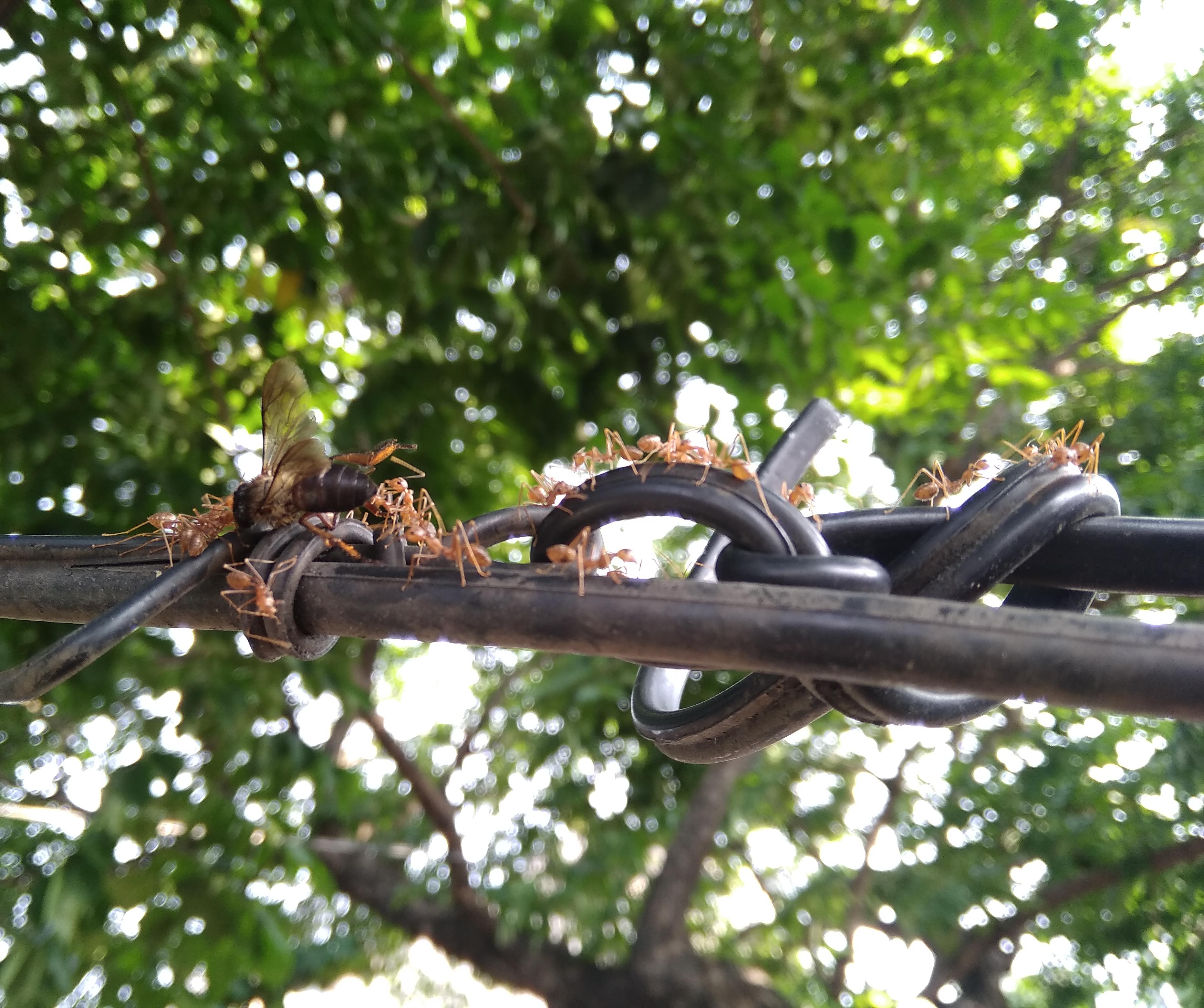 The Weaver Ants Won. | Scrolller