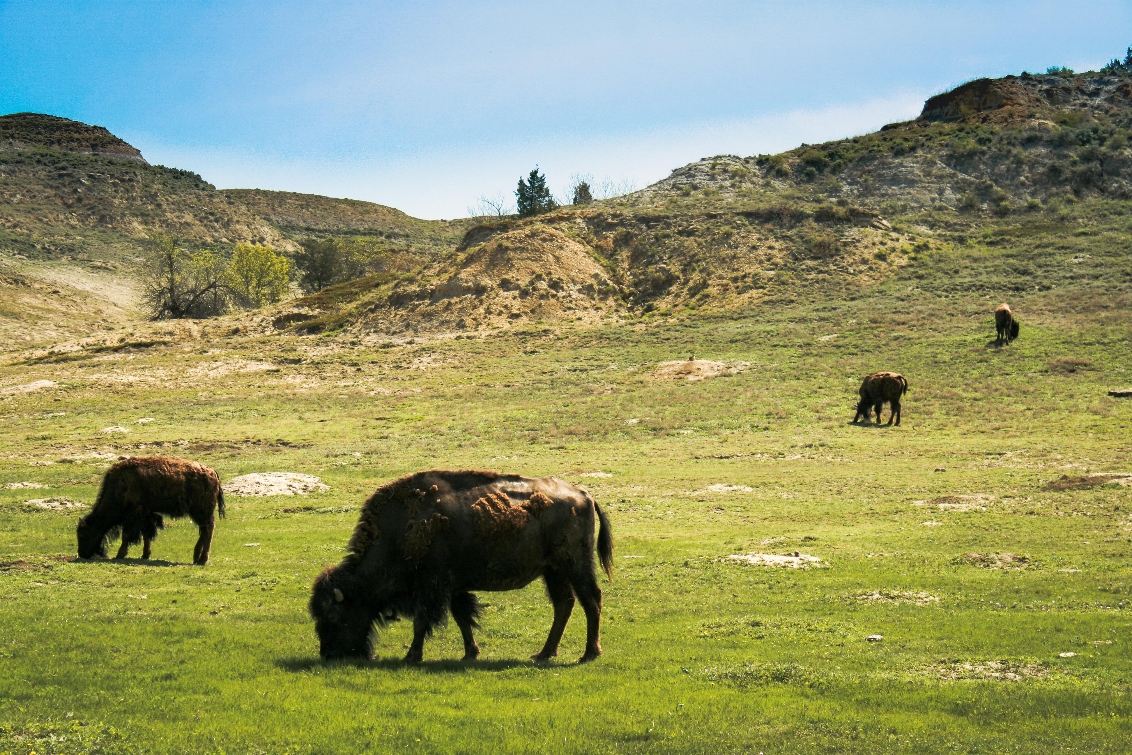 Theodore Roosevelt National Park | Scrolller