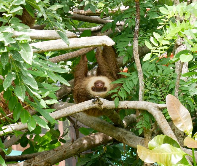 There are three sloths in this picture! | Scrolller