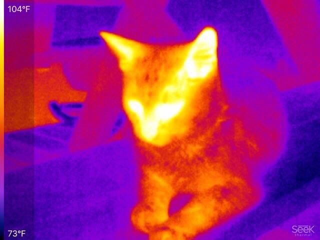 Thermal Kitty | Scrolller
