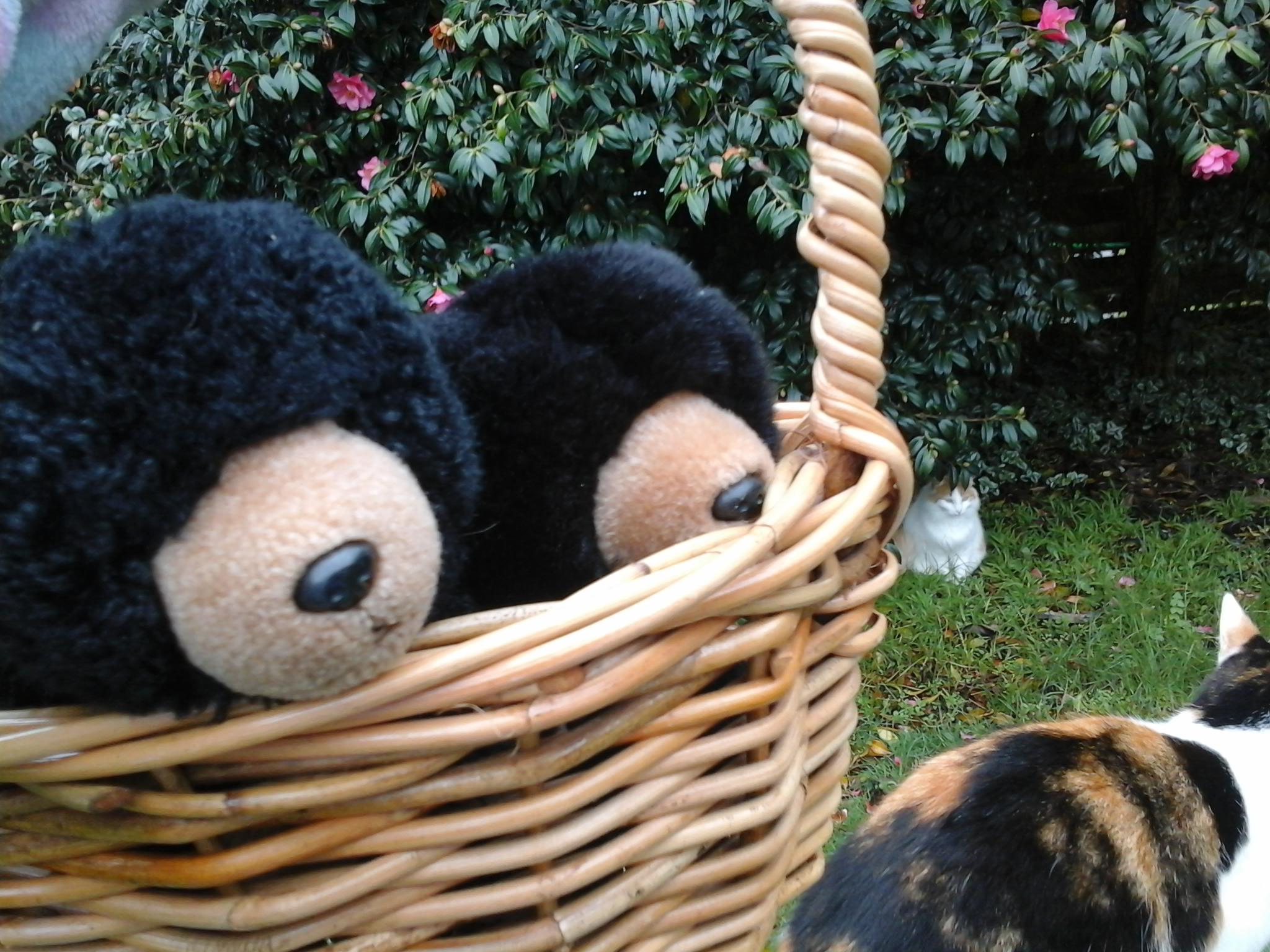 These are my bears, Bear and Sasa (and my cats Rascal and Pixie in the background) | Scrolller