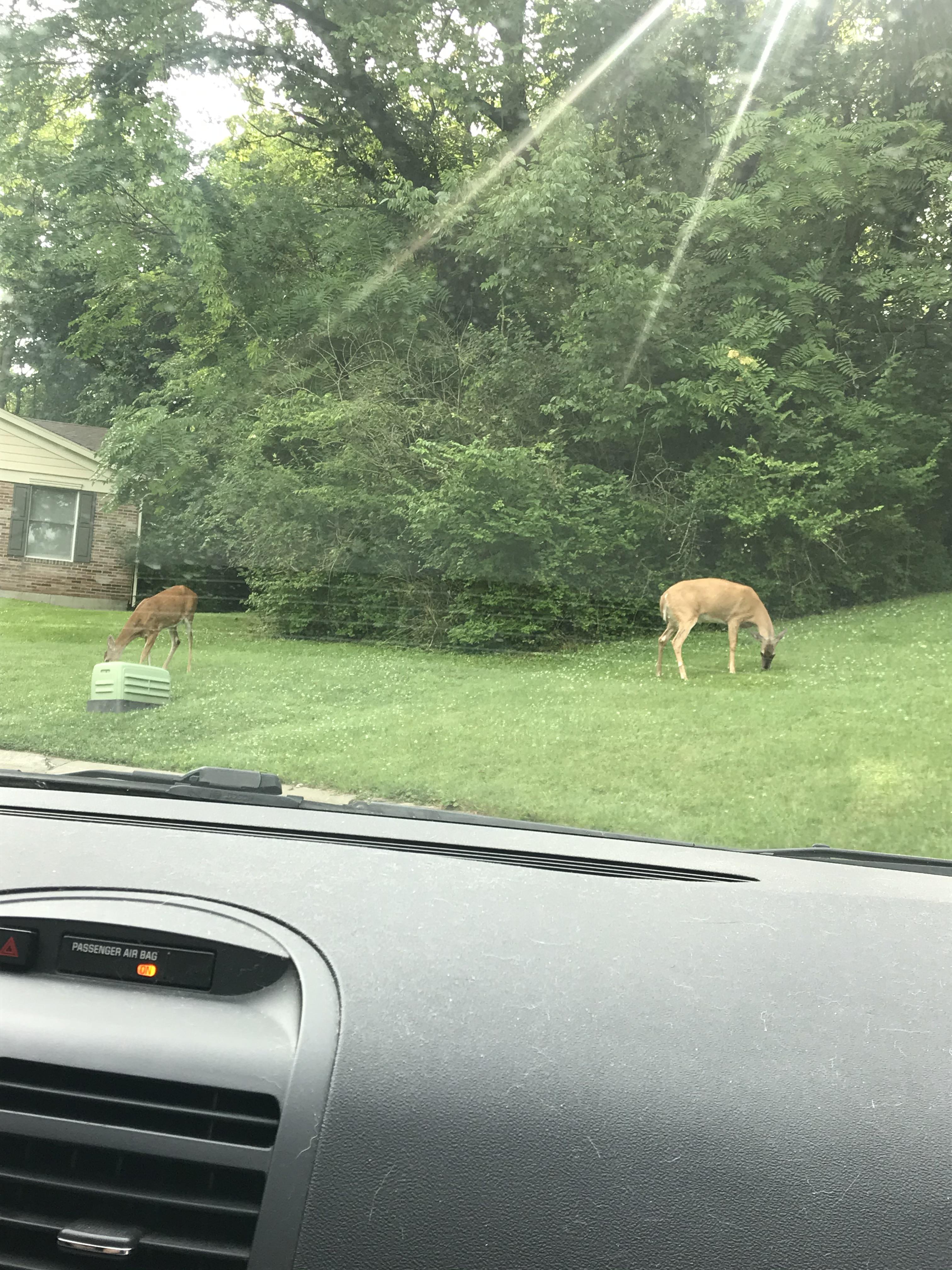 These idiots near my friends house...there aren’t any woods for about a mile | Scrolller