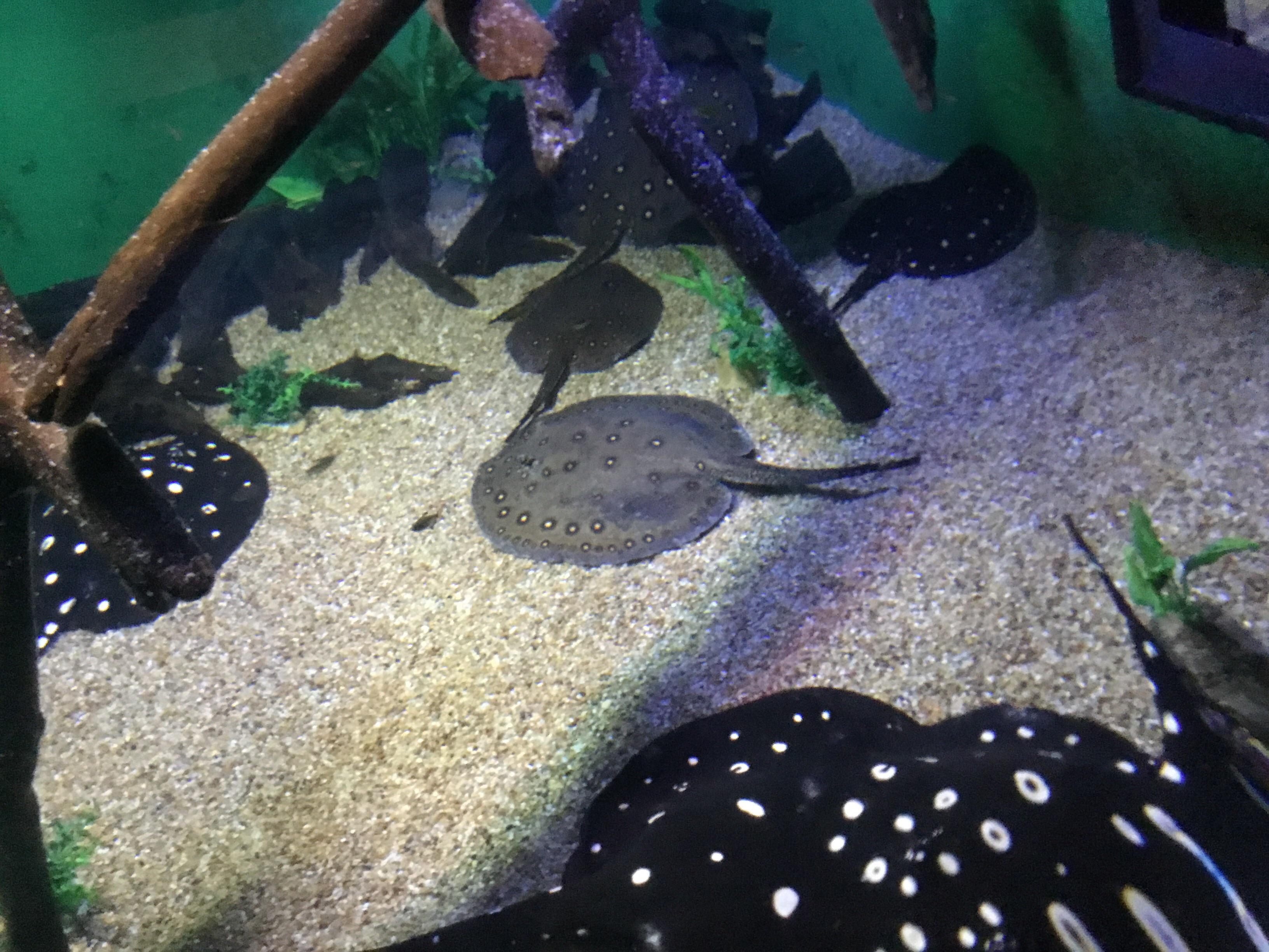 These stingrays just have to move somewhere else | Scrolller