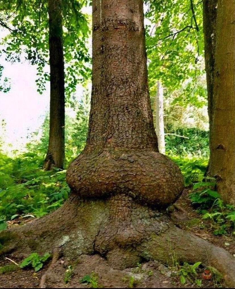 Plant gang fucks | Scrolller