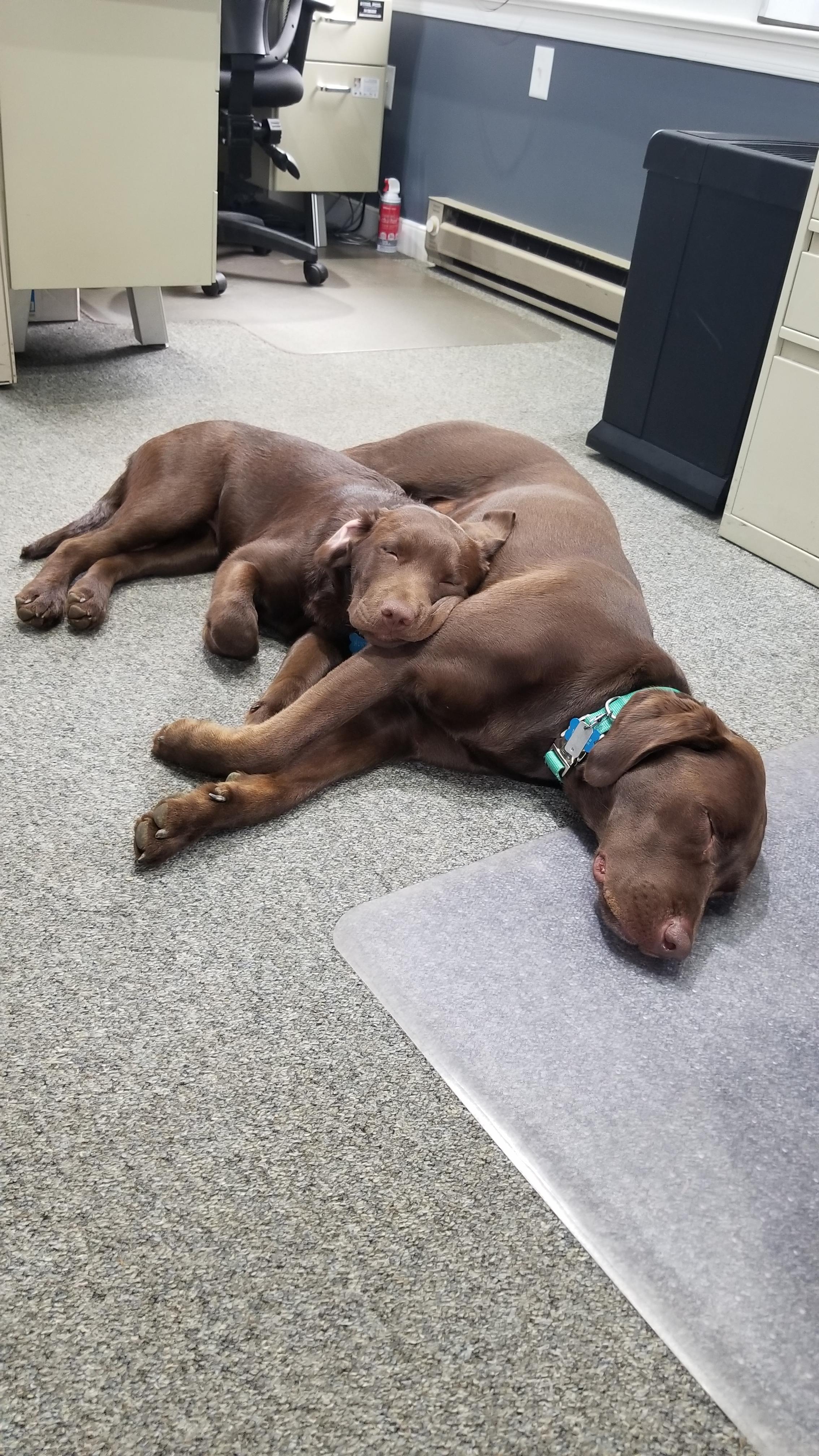 These two are inseperable! Cant believe we ever had just one | Scrolller