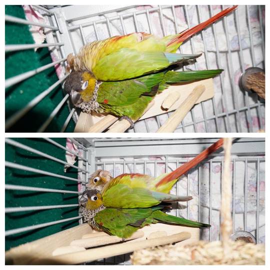 These two conures actually sleep like this | Scrolller