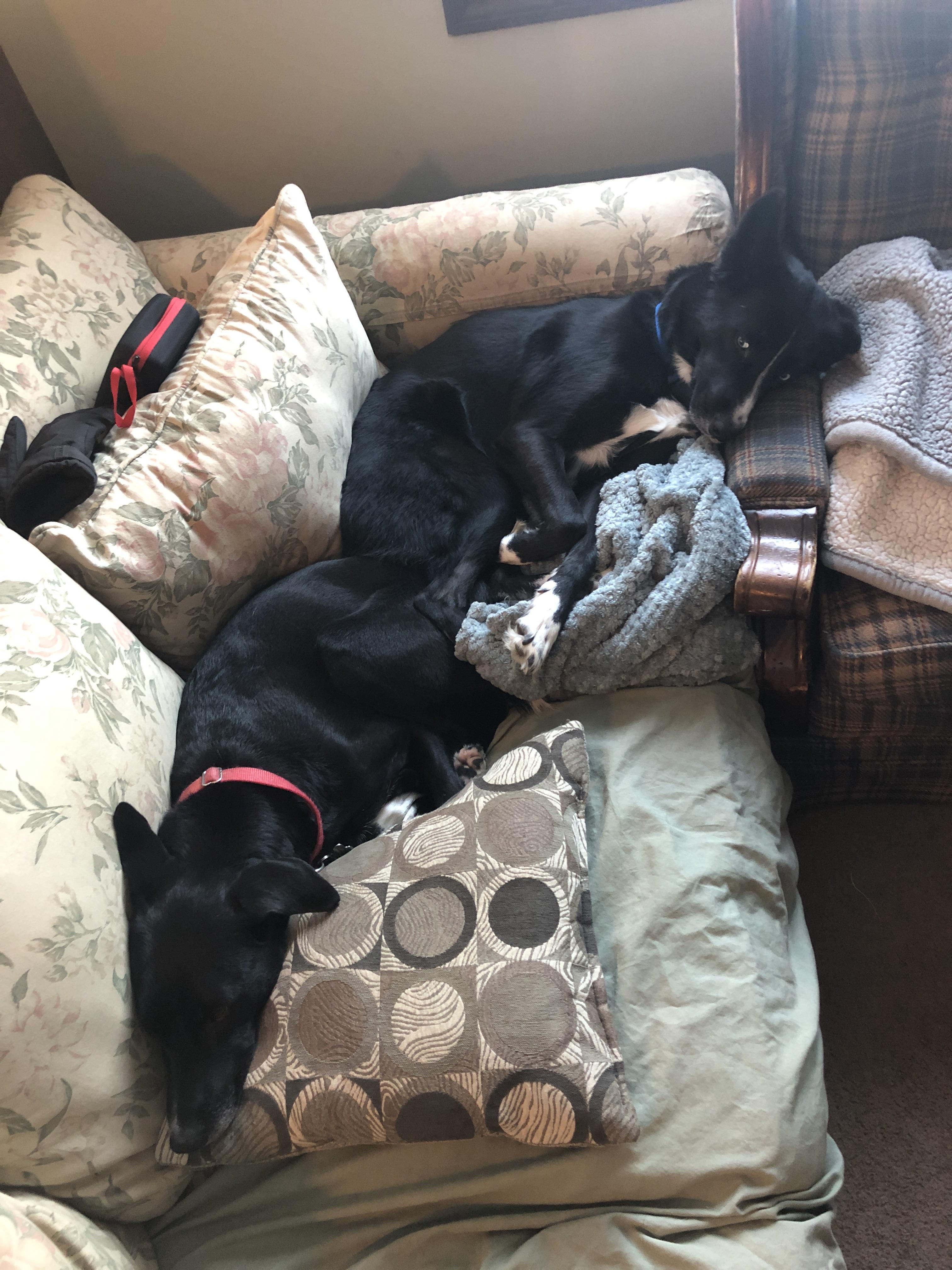These two have two couches to themselves but always remain napping together 😊 | Scrolller