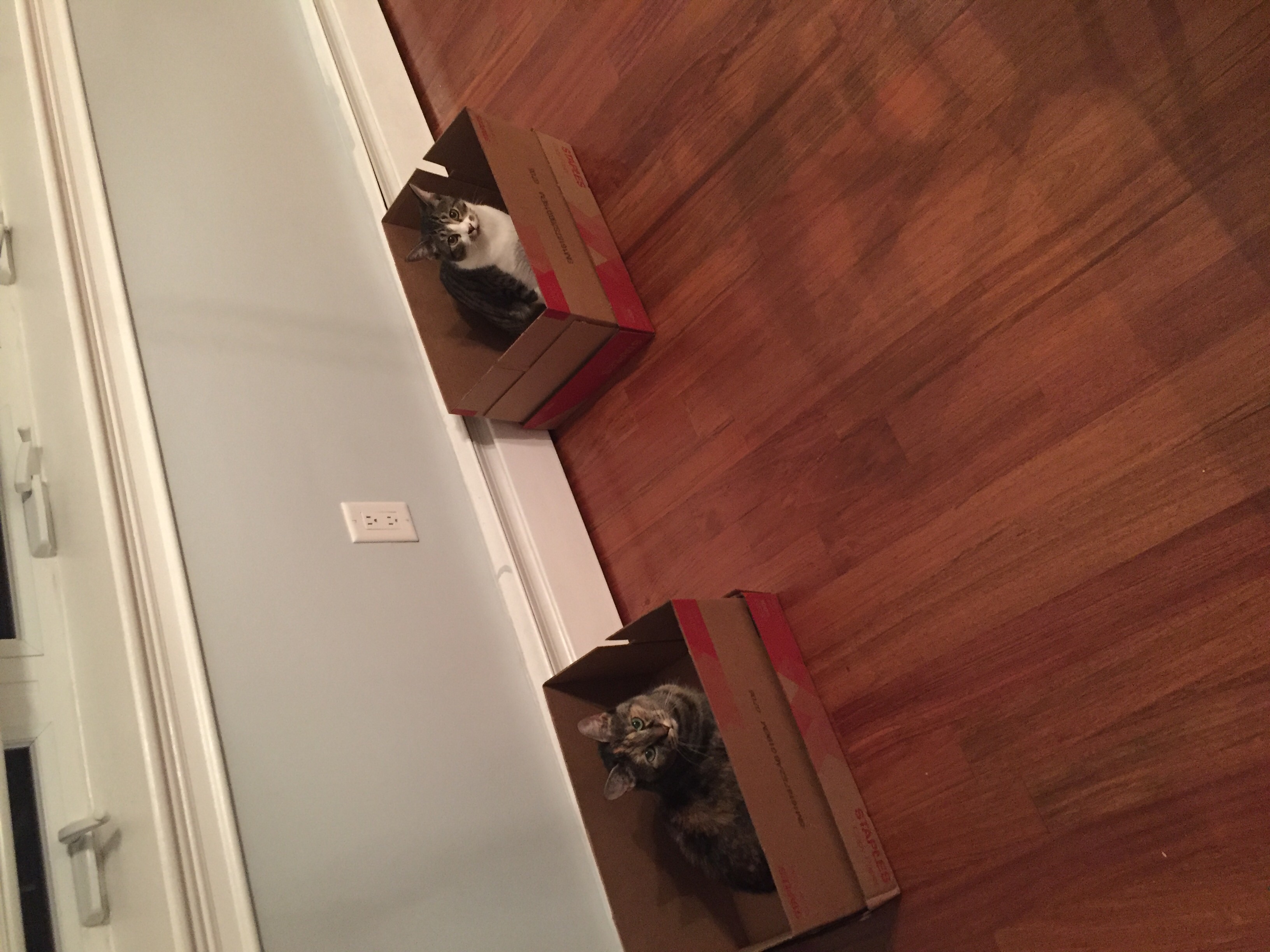 They love their boxes | Scrolller