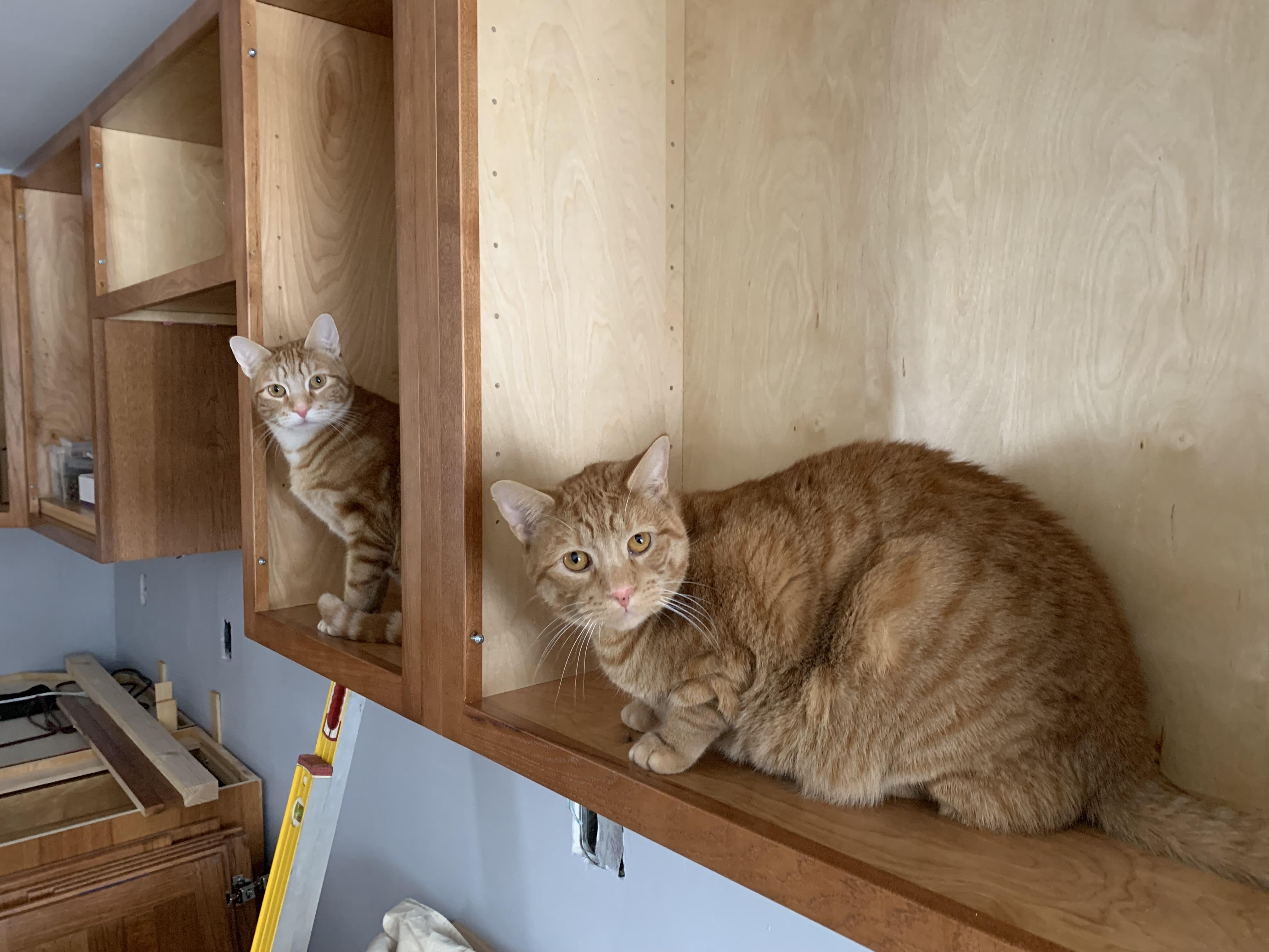 They match the new cabinets | Scrolller