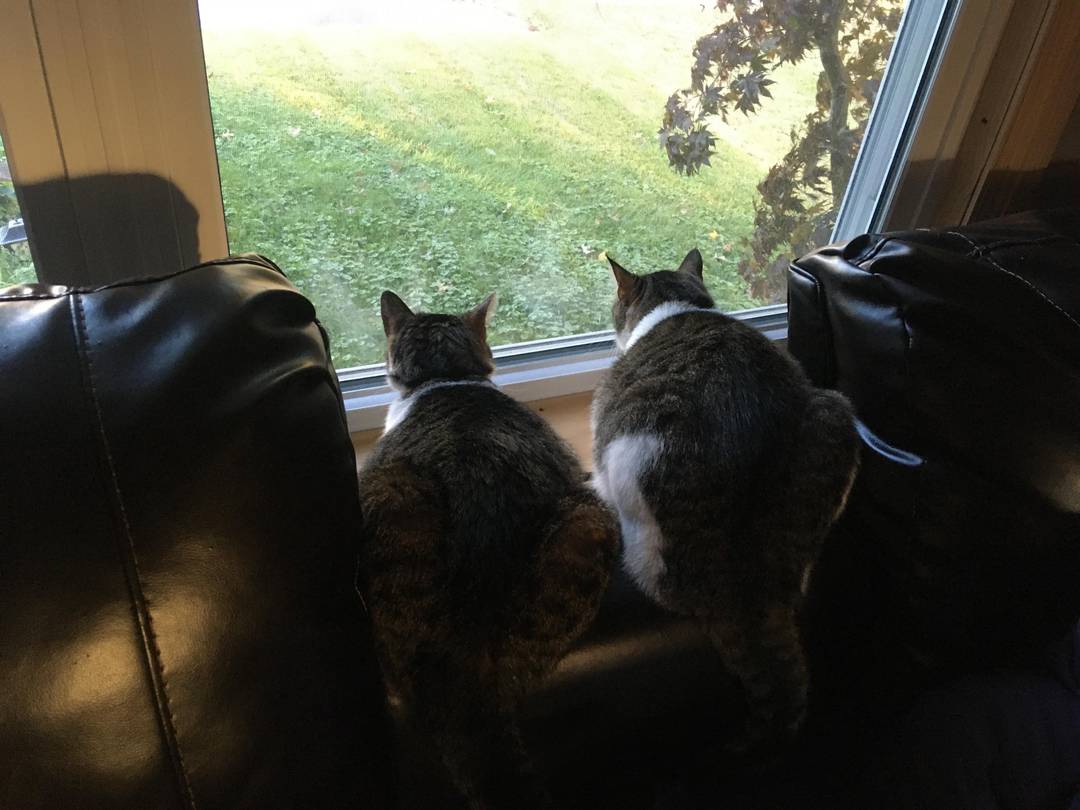 They never sit this long next to each other without fighting. They’re plotting... lol. | Scrolller