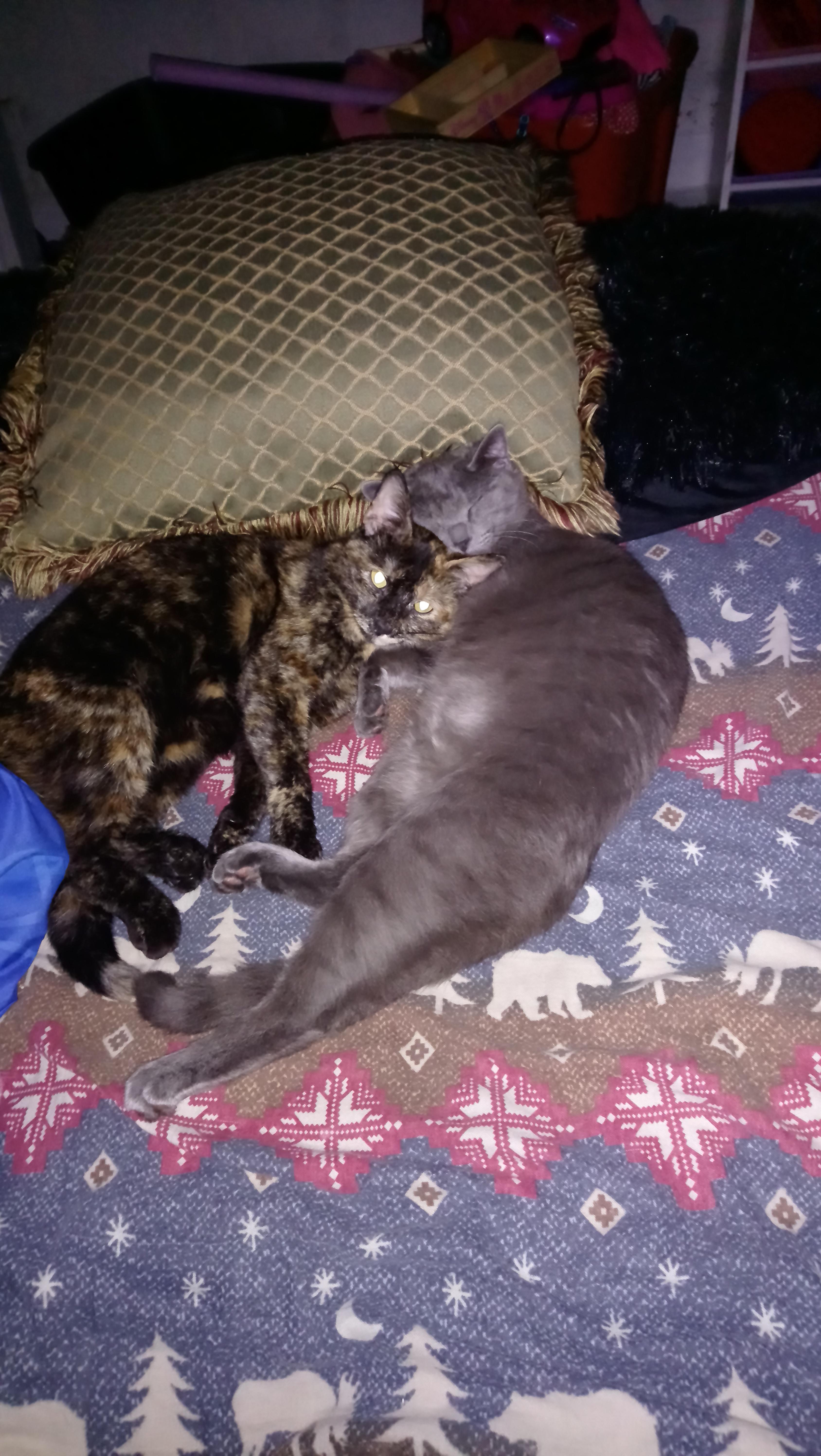 They only get along when it's cuddle time. | Scrolller