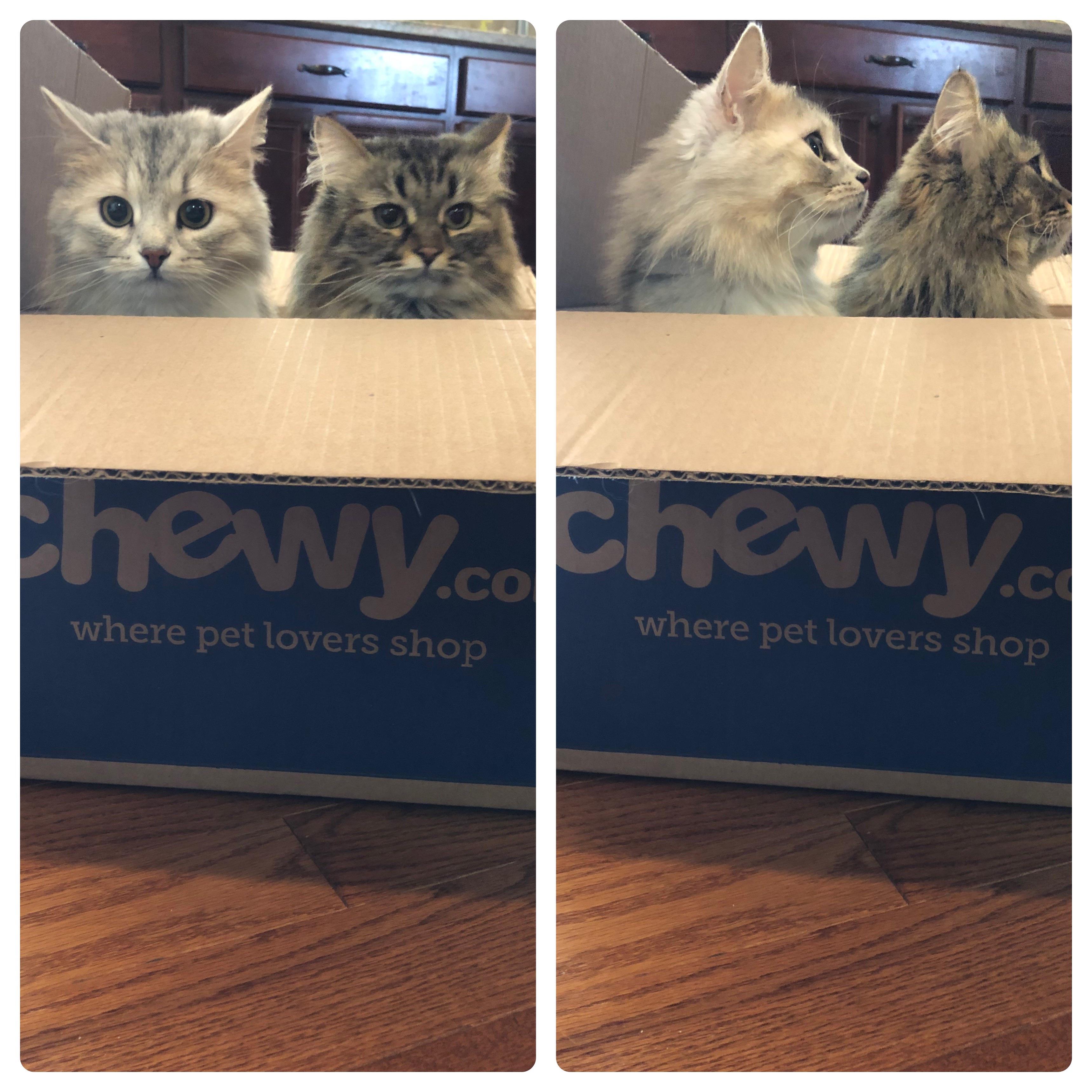 They really want to be models for Chewys | Scrolller