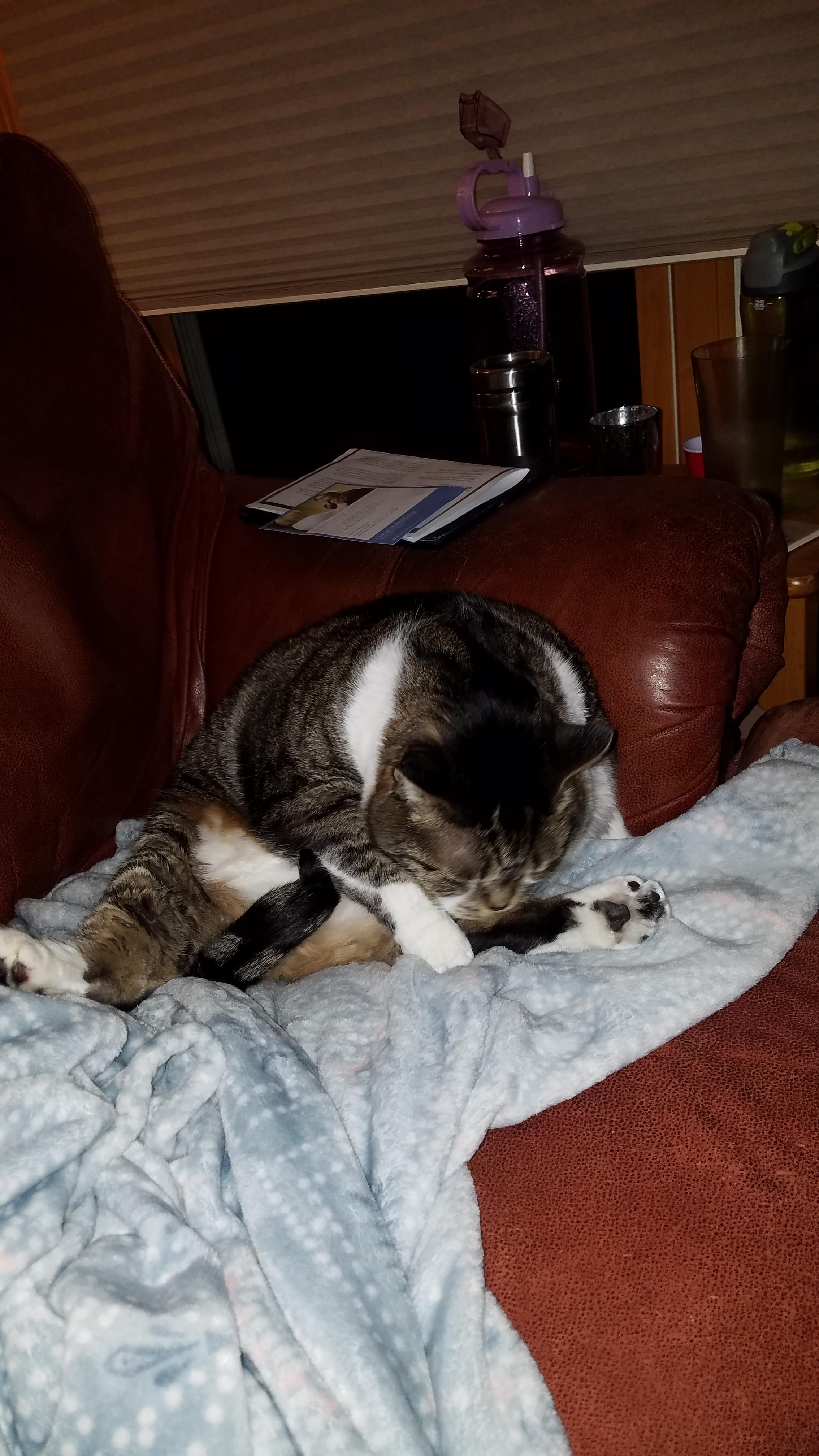 Thicc girl licks herself | Scrolller