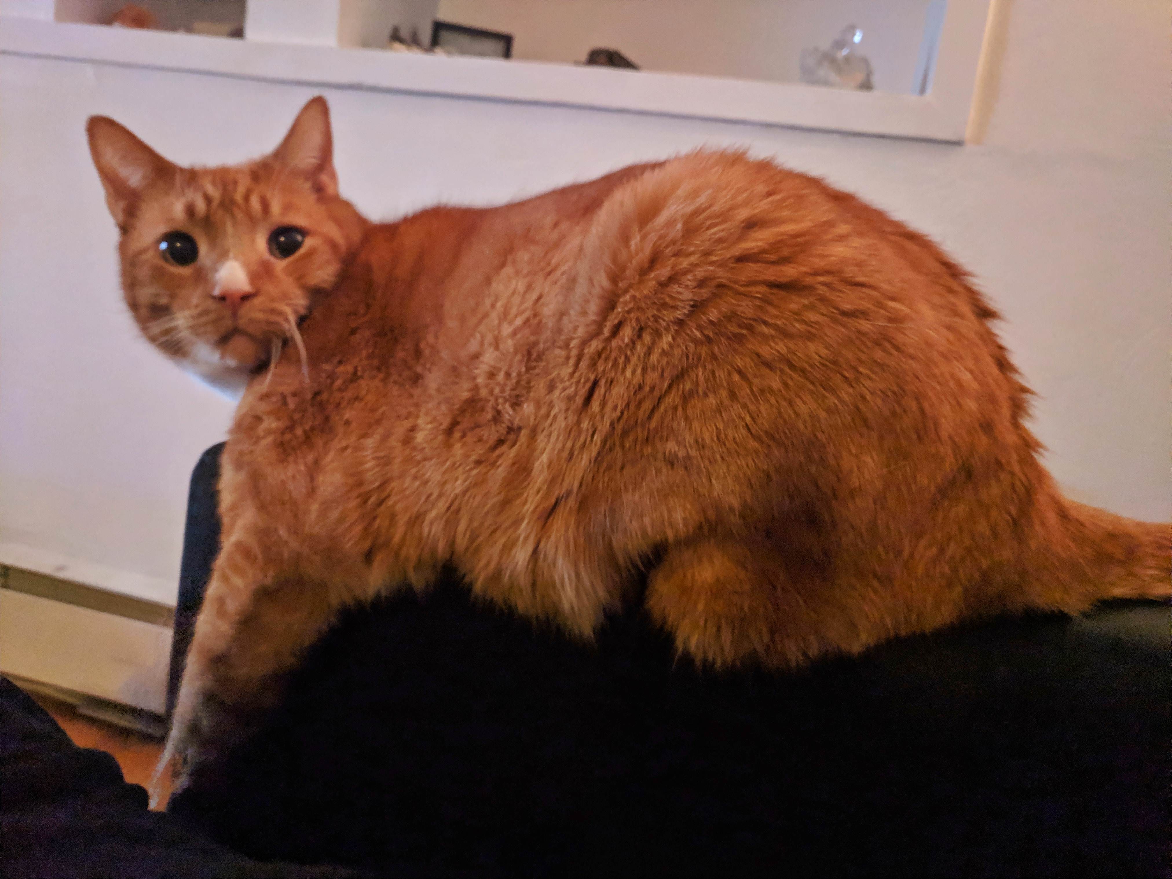 THICC Toby Thursday - Bulbous Booty Edition | Scrolller