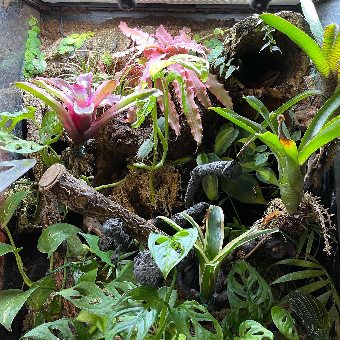 Things are growing in nicely | Scrolller