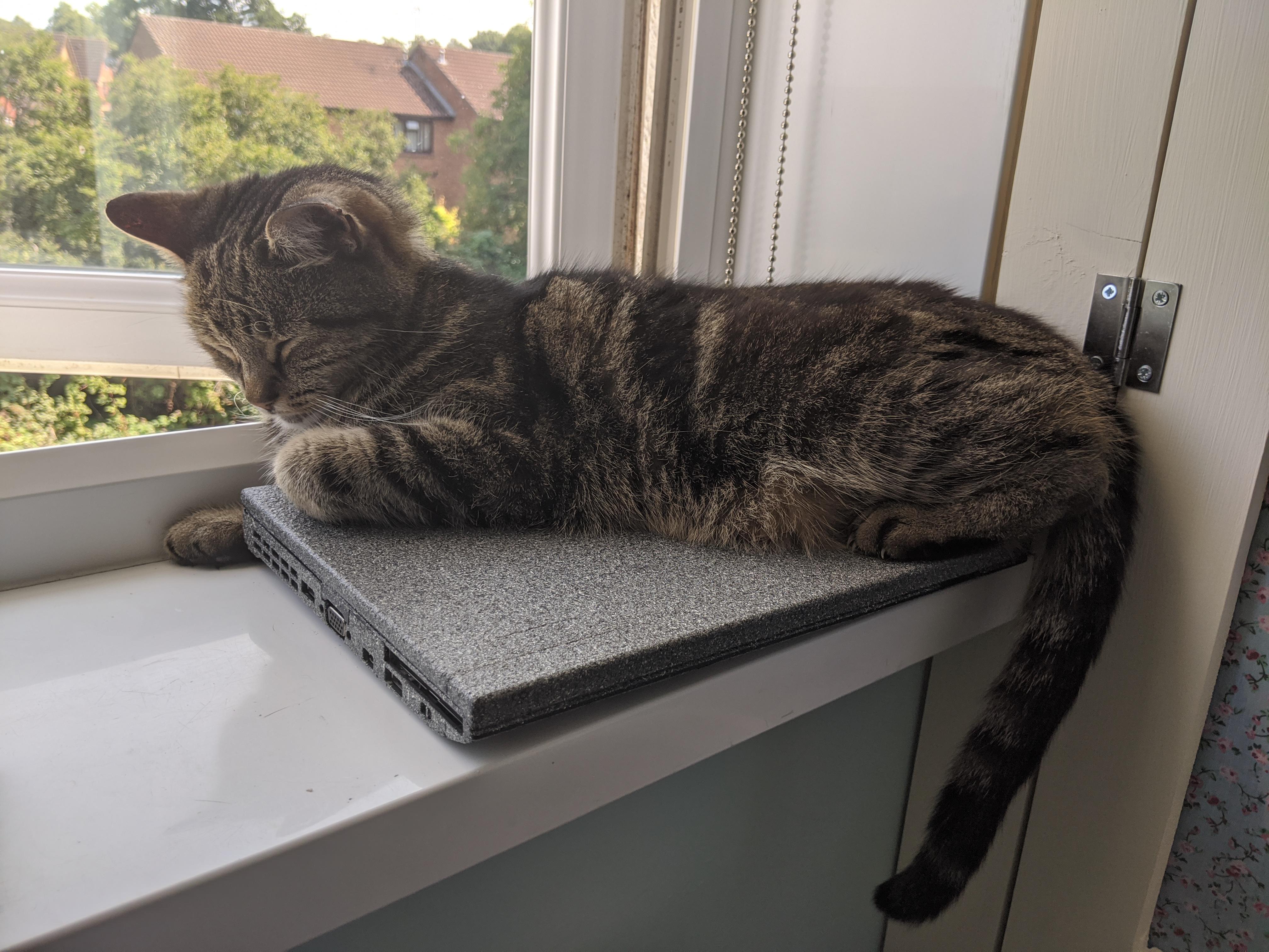 Thinkcat | Scrolller