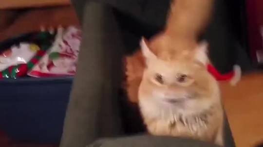 Discover more like CatSlaps: air slaps and Related Content | Scrolller