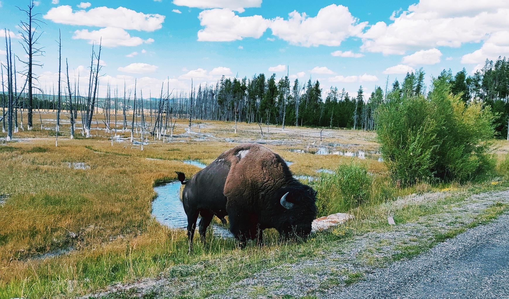 This Bison was looking at all the vehicles | Scrolller
