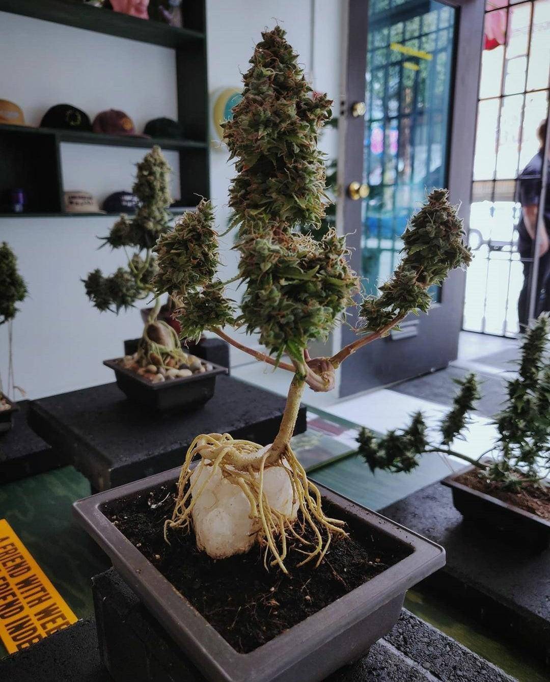 This Cannabonsai | Scrolller