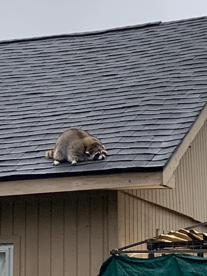 This CHONK spotted in Nashville | Scrolller