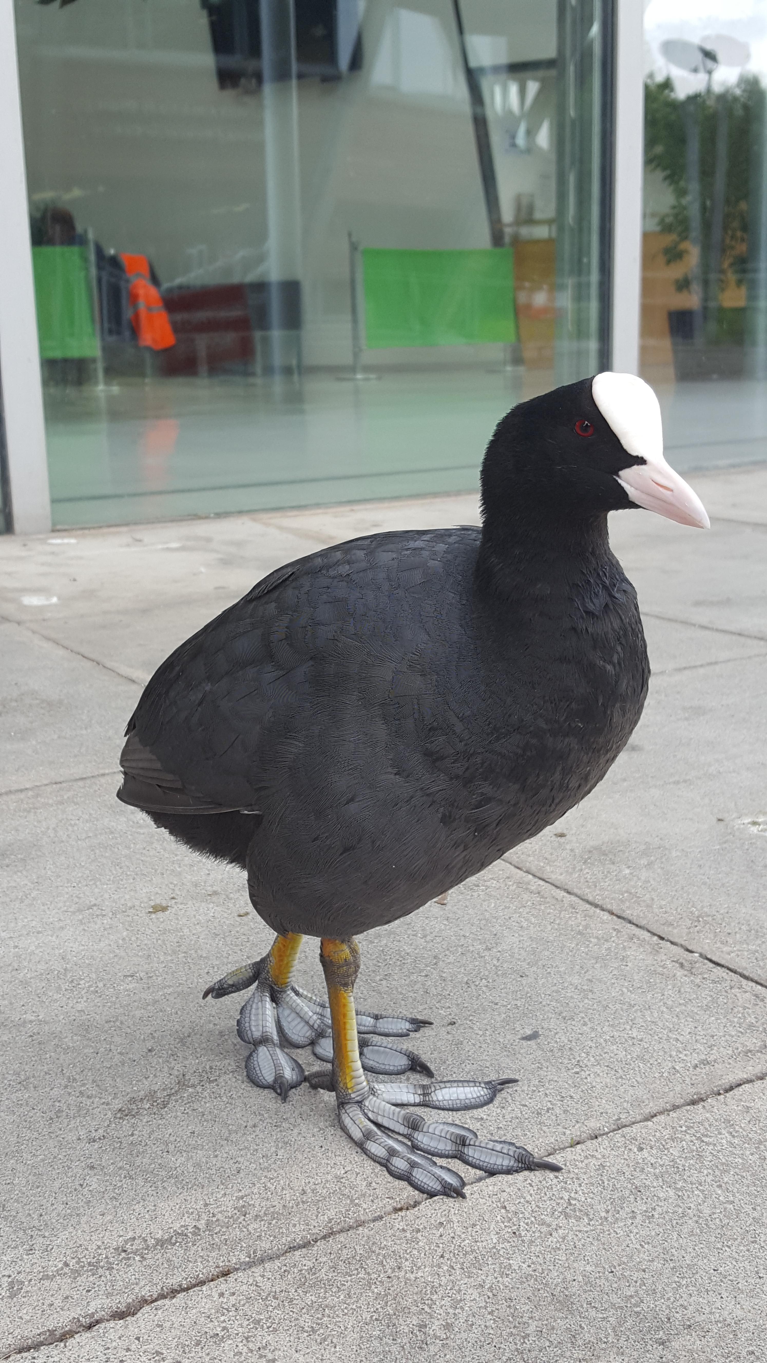 This coot posed for me. Those feet go smap smap. | Scrolller