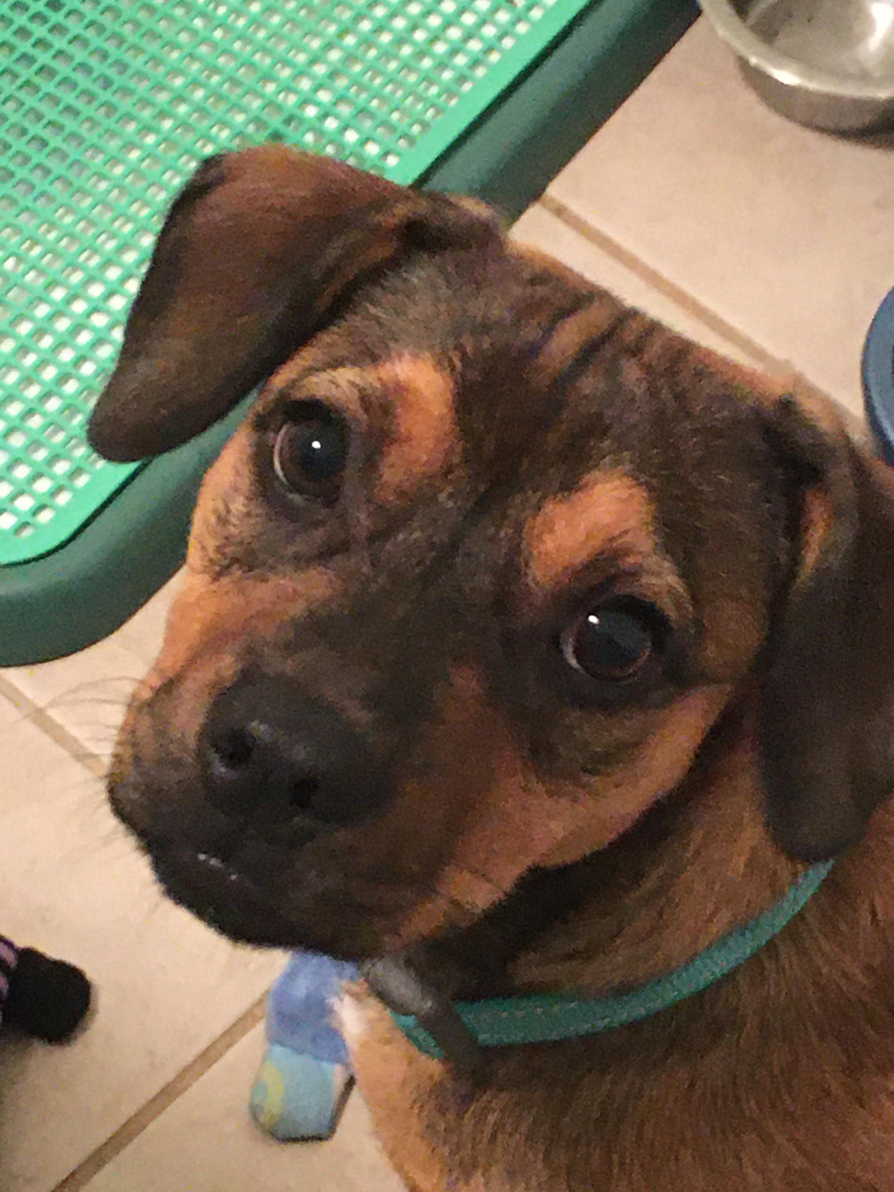 This cute doggo posing for a photoshoot. | Scrolller