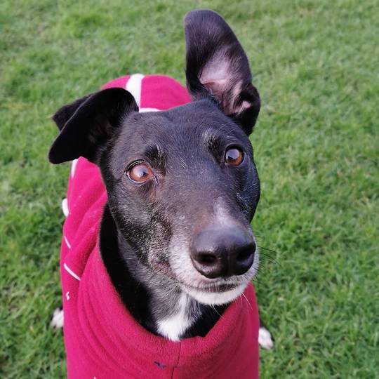 This Cutie Is Don Home Requirements Need A 10ft Fence As He Can Often Be Mistaken For A