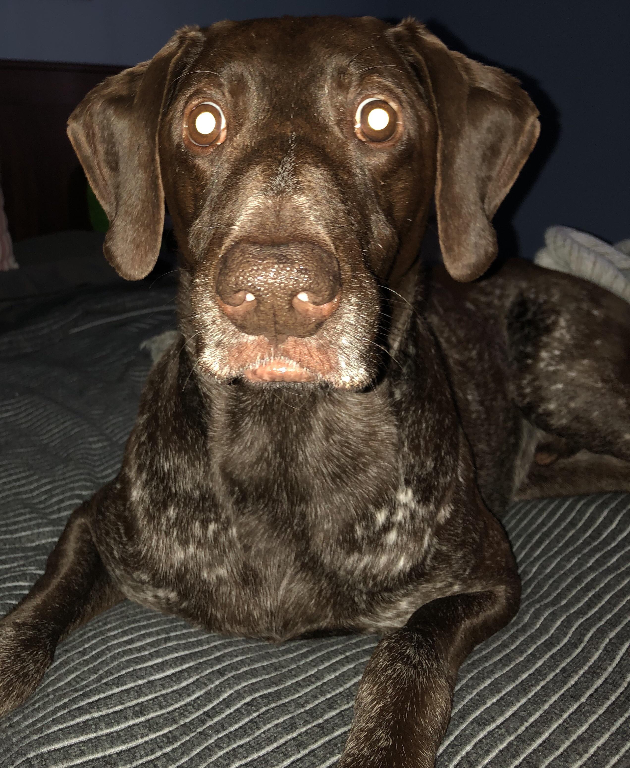 this dogs face | Scrolller