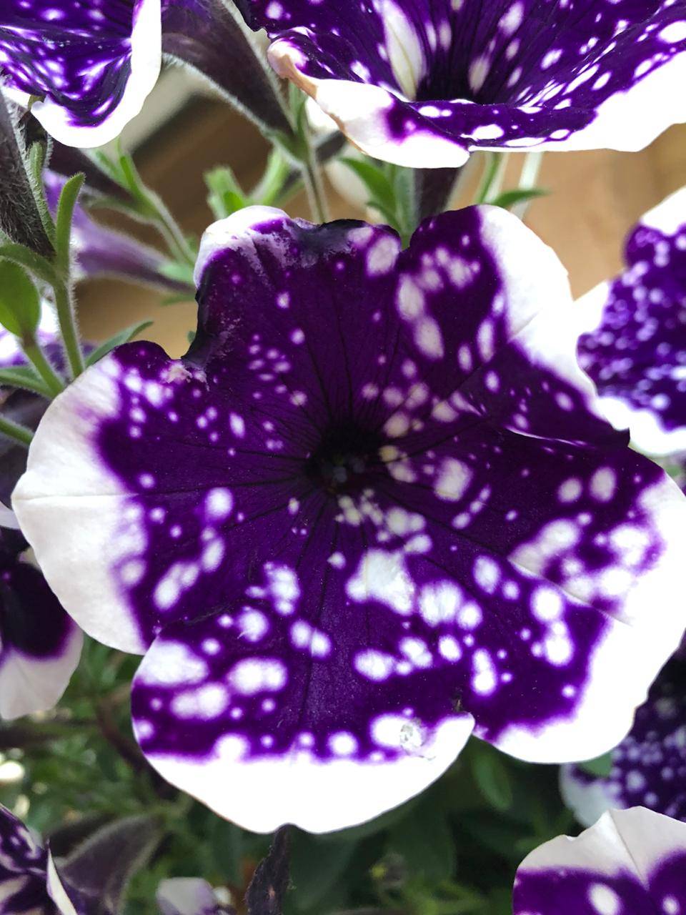 This flower looks like a gate to enter in galaxy | Scrolller