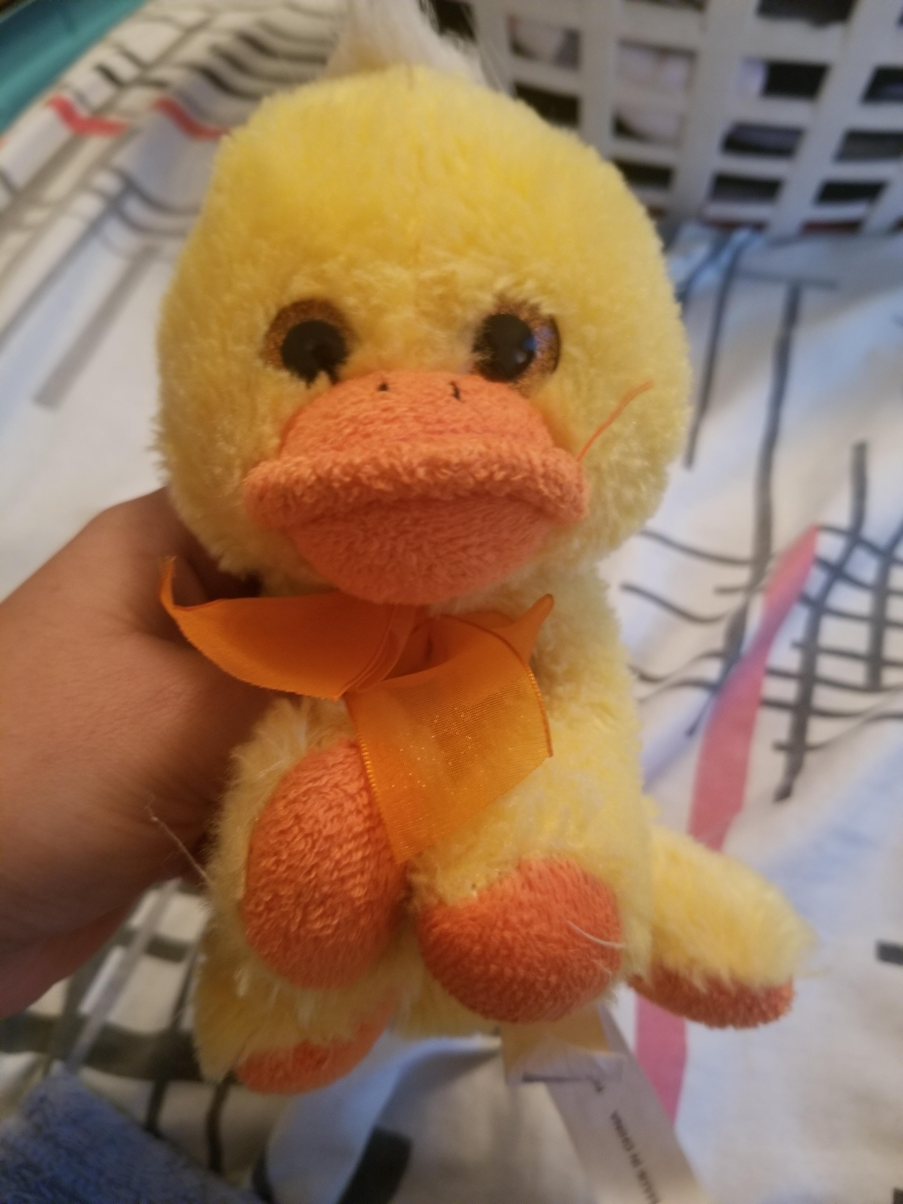 This four legged duck. | Scrolller