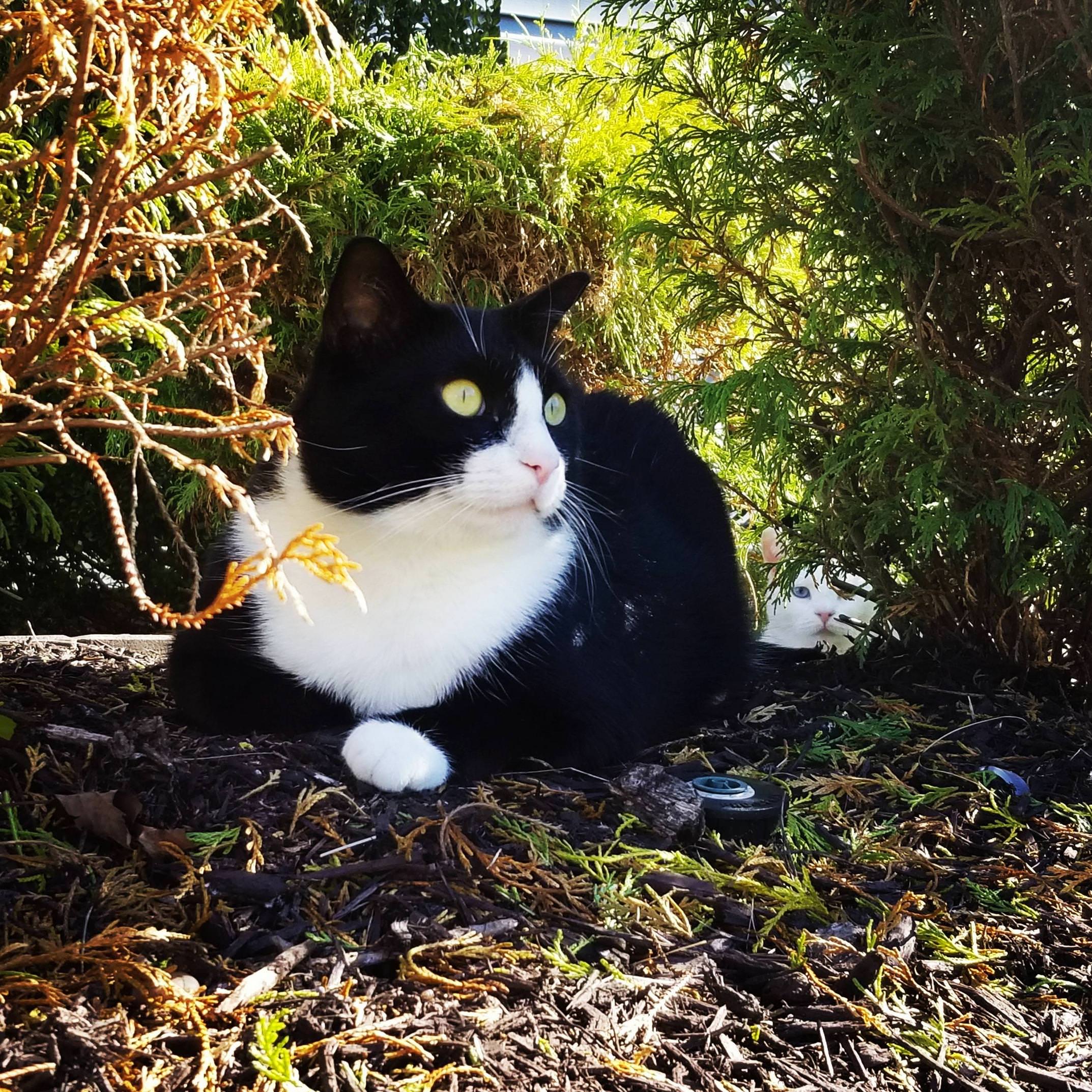 This handsome guy and his sidekick in the back. | Scrolller