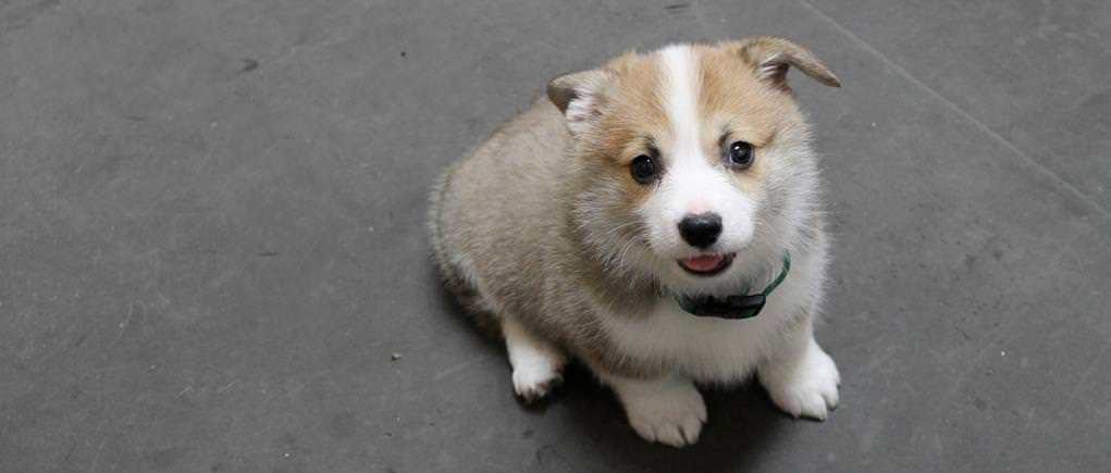 What a happy little pup | Scrolller