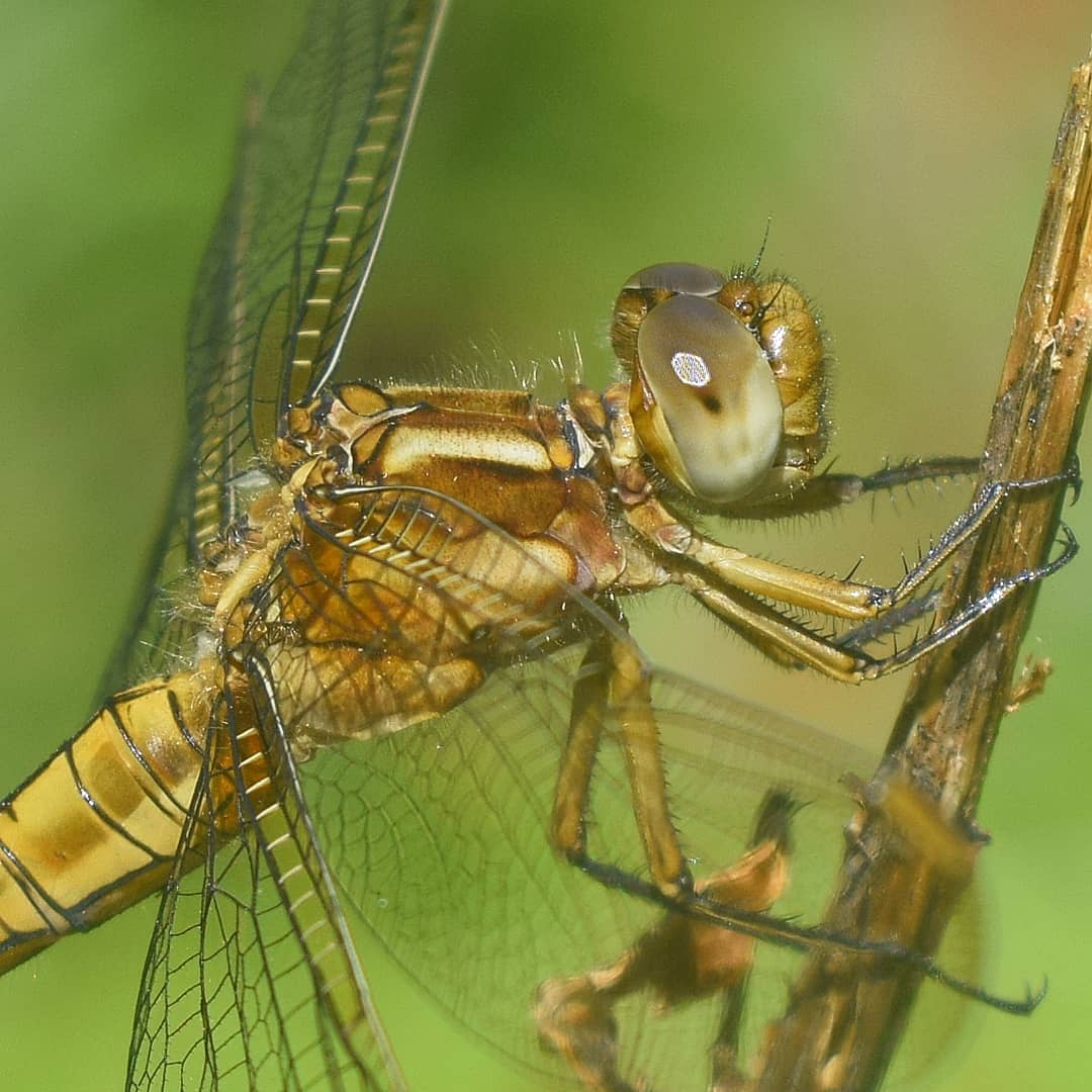 This is a little dragonfly | Scrolller