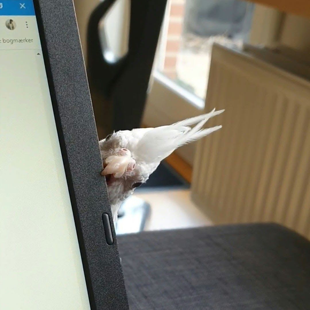 This is Alpha. He eats computers | Scrolller