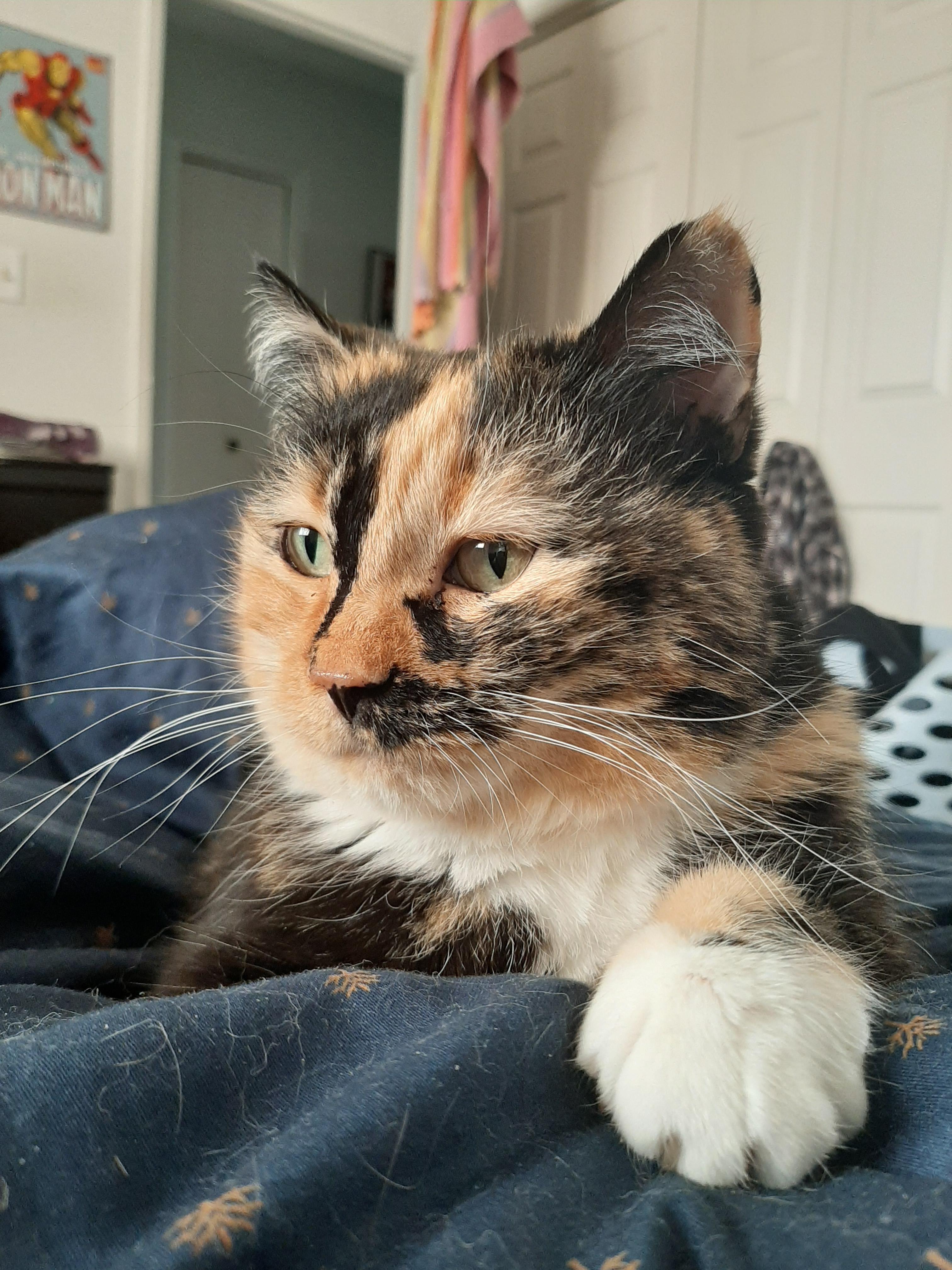 This is Bali. She has no tail and the body and strut of a brown bear. | Scrolller