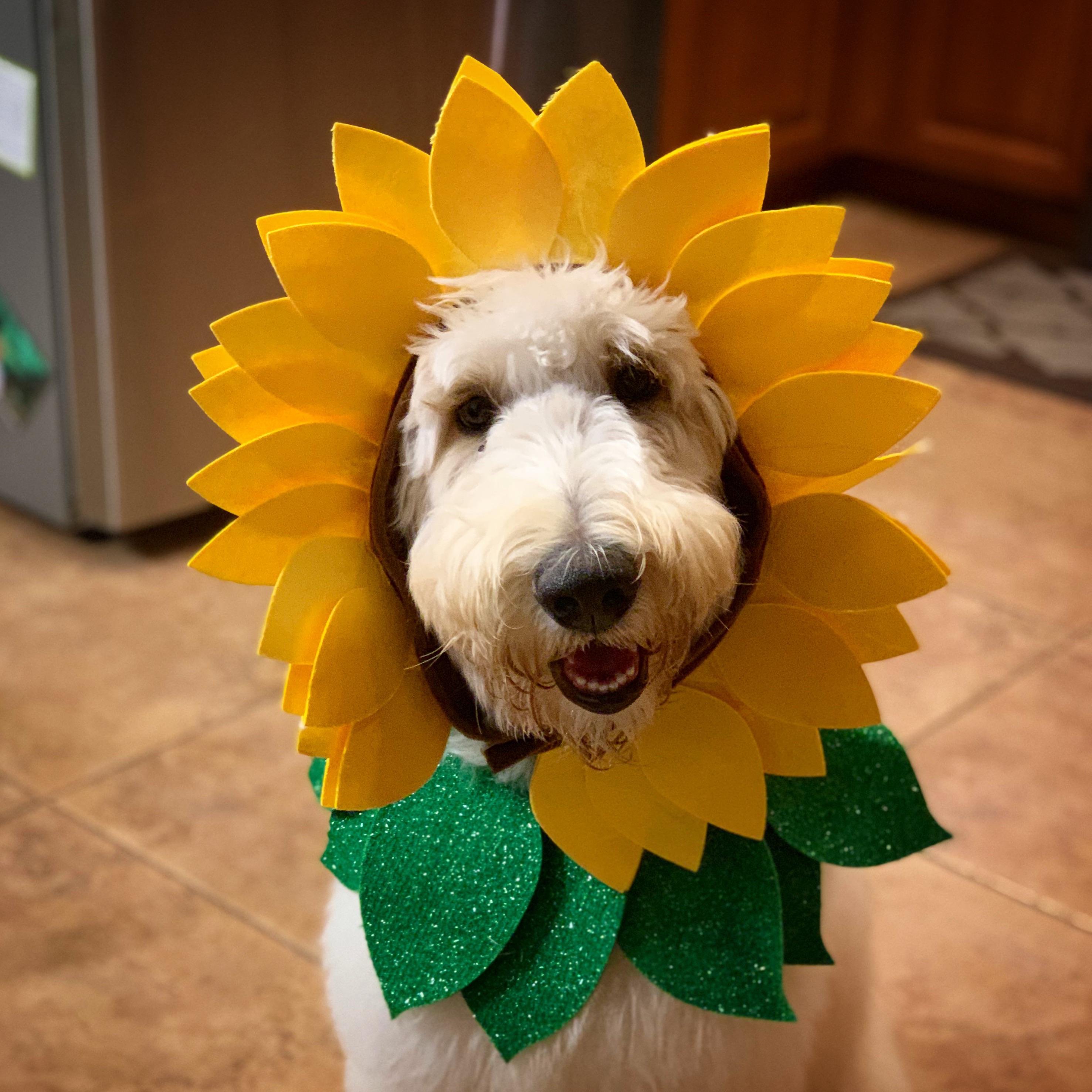 This is Baxter. He’s my sunflower. | Scrolller