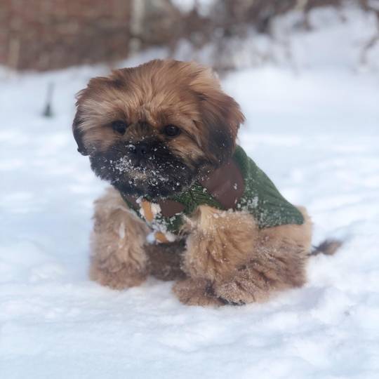 This is Bear, he’s a snow tzu. | Scrolller