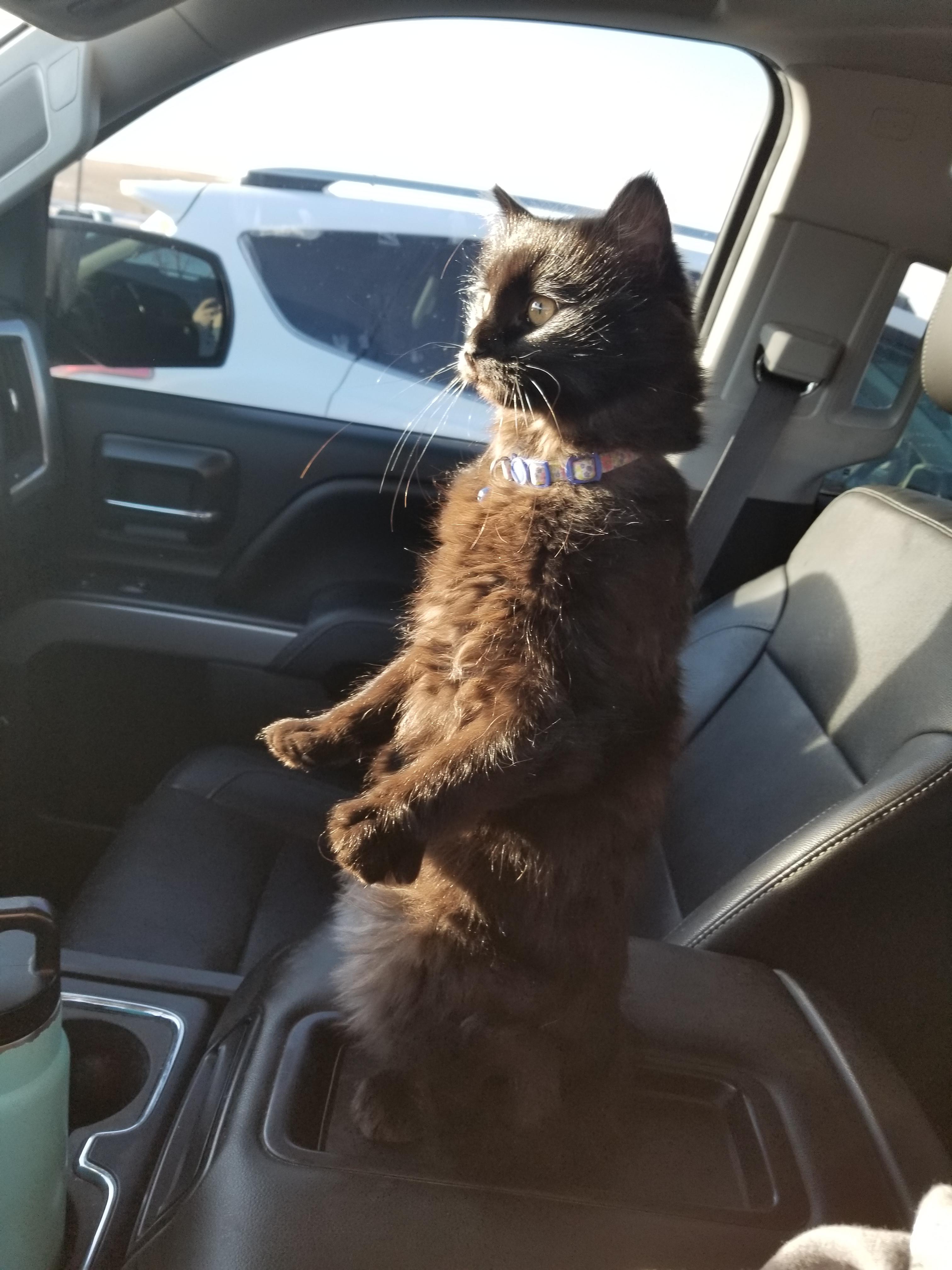 This is Binx... Binx sat like this the whole ride home. | Scrolller