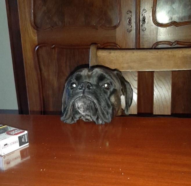 This is boris | Scrolller